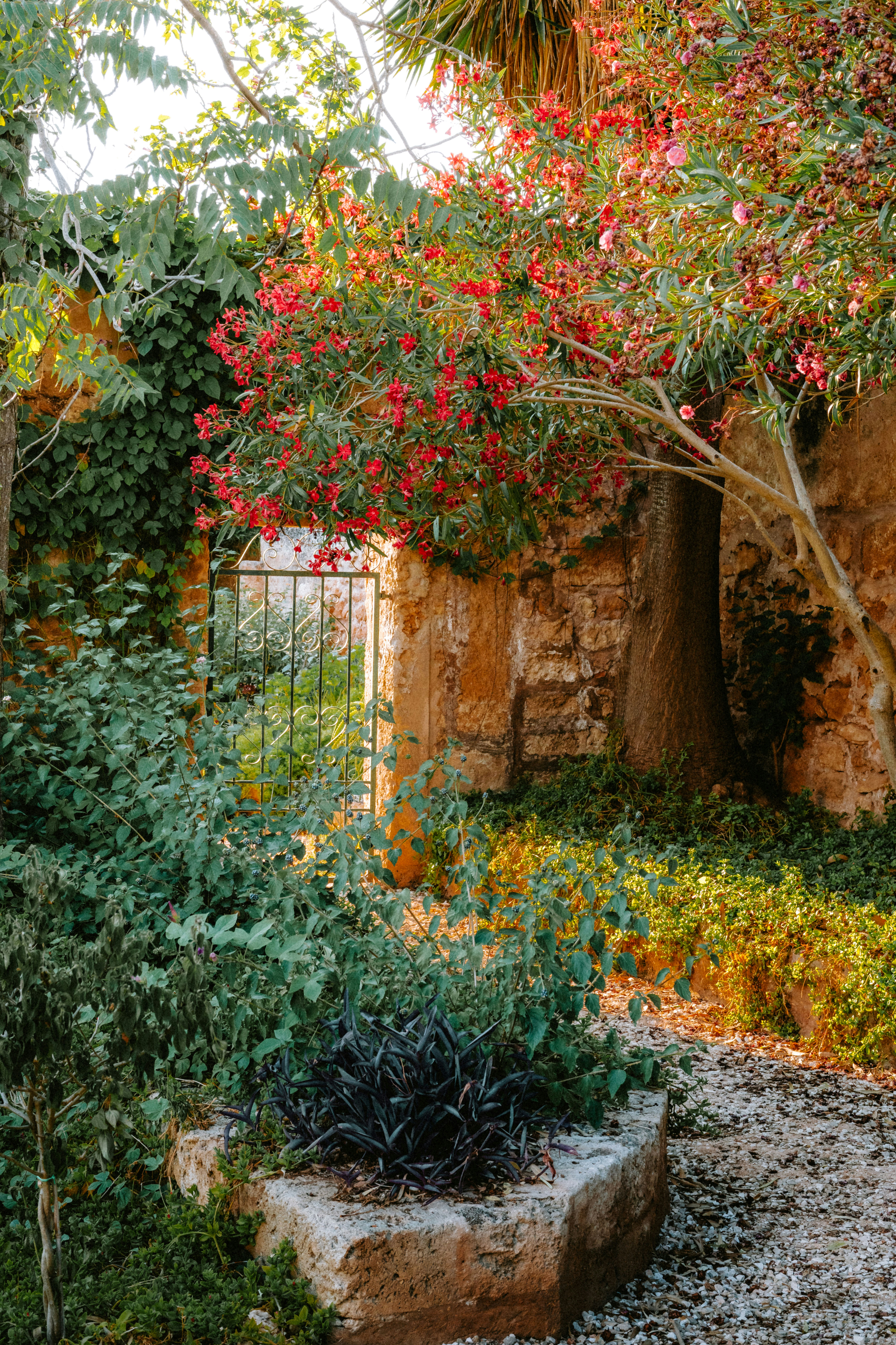 Sunlit Courtyard Garden Beneath a Blooming Canopy
