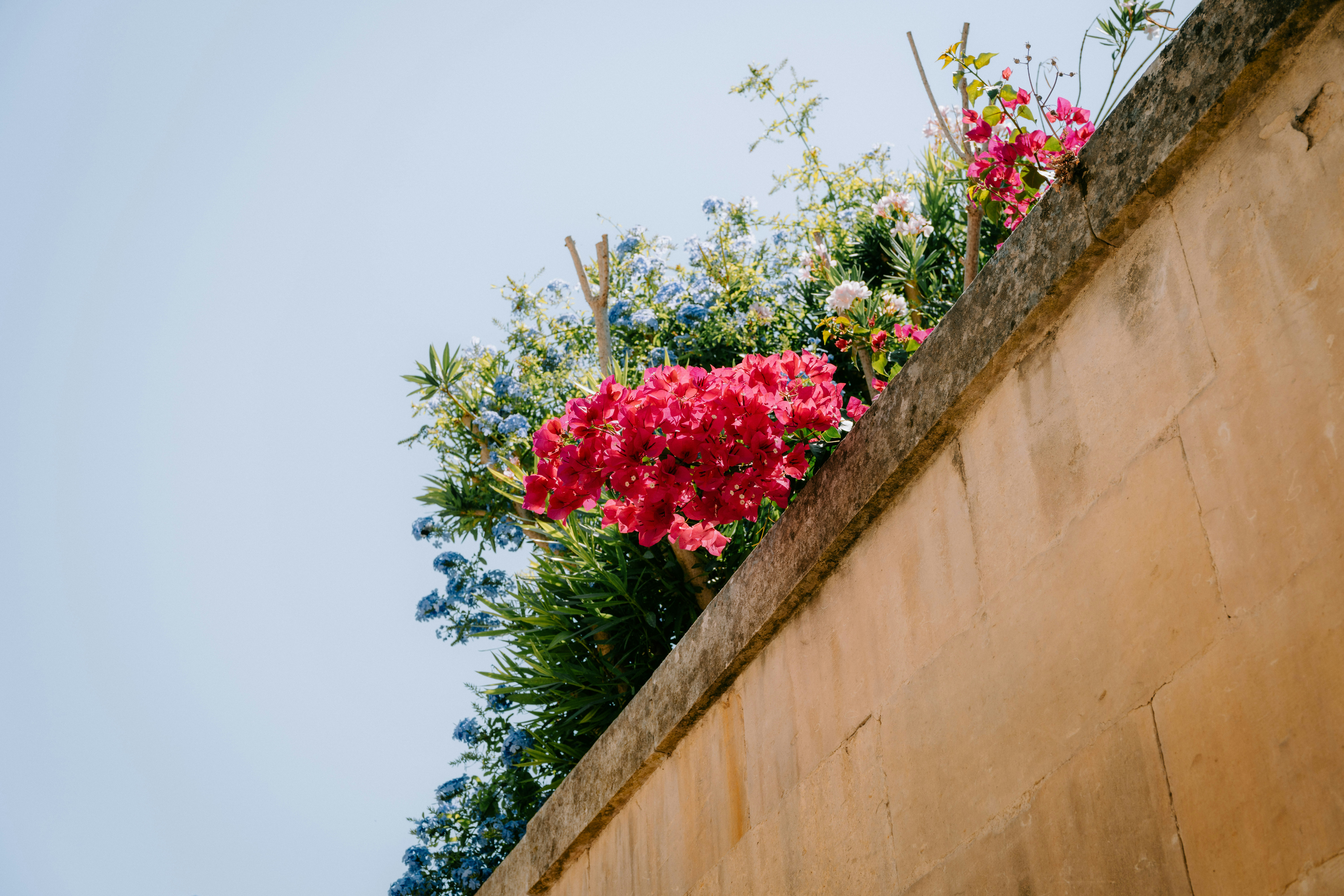 Crimson Bouquets Over a Sunlit Masonry Edge