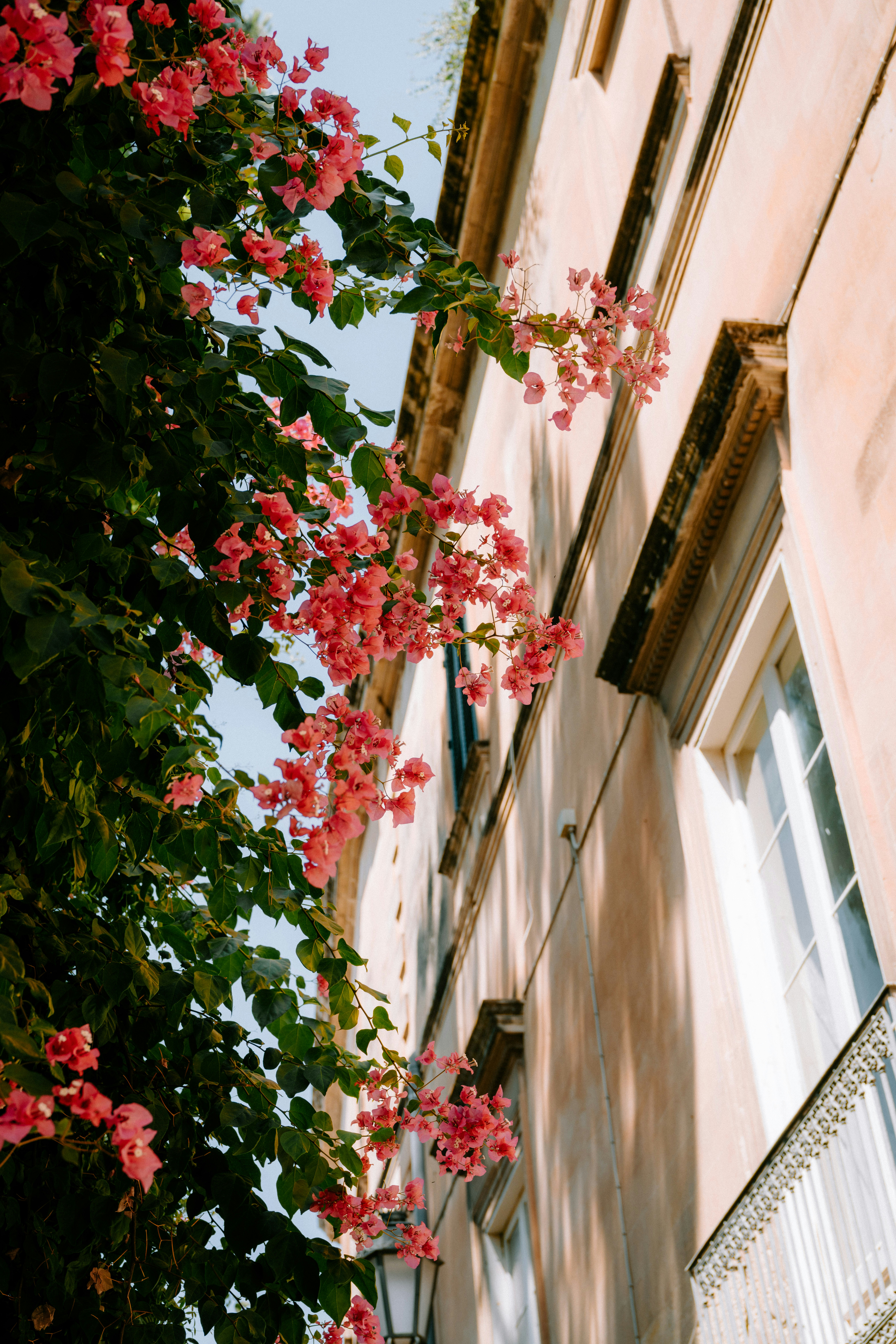 Bougainvillea Climbing the Facade: a Sunlit Urban Bloom