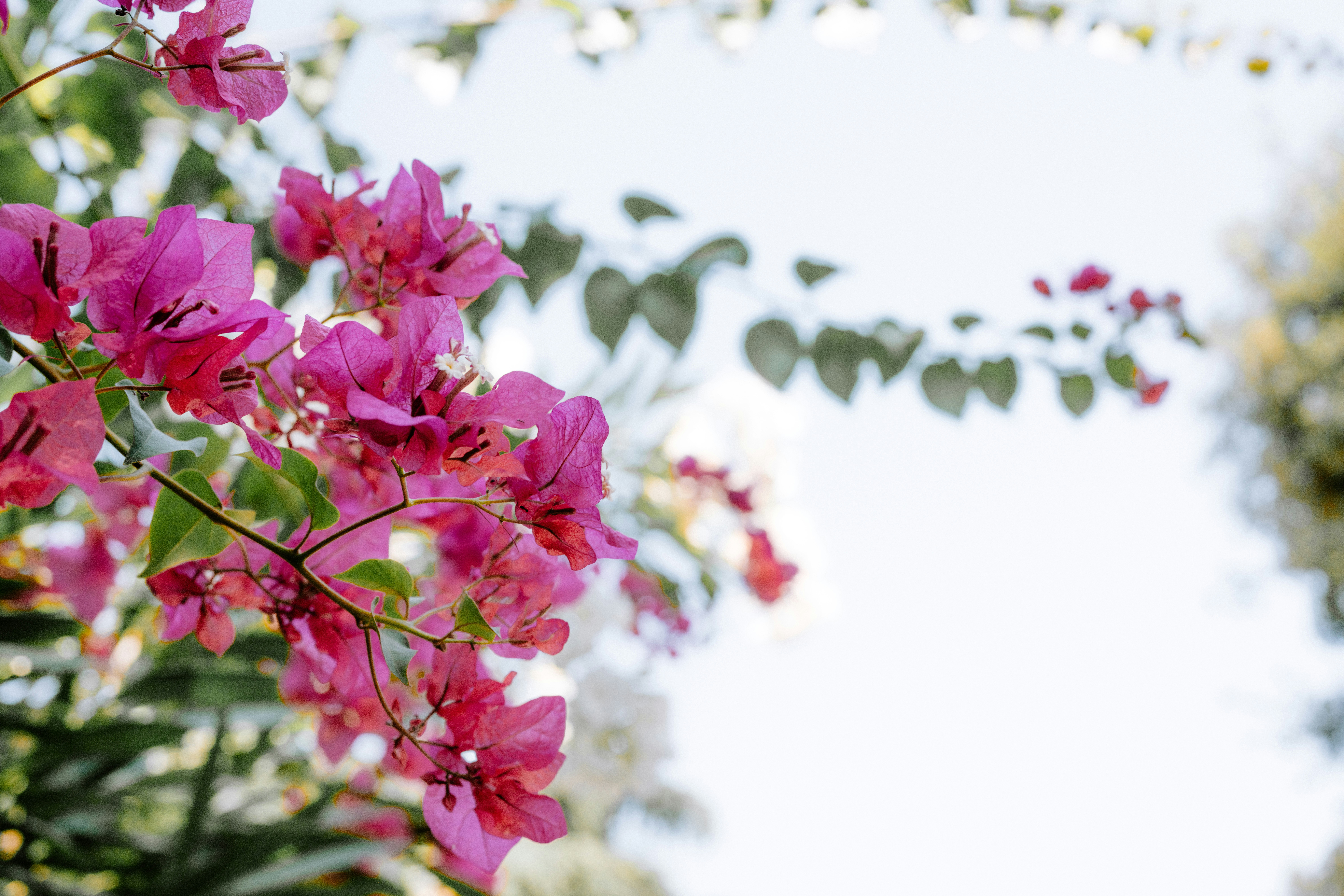 Petals in Focus: A Burst of Pink Against a Skyward Blur
