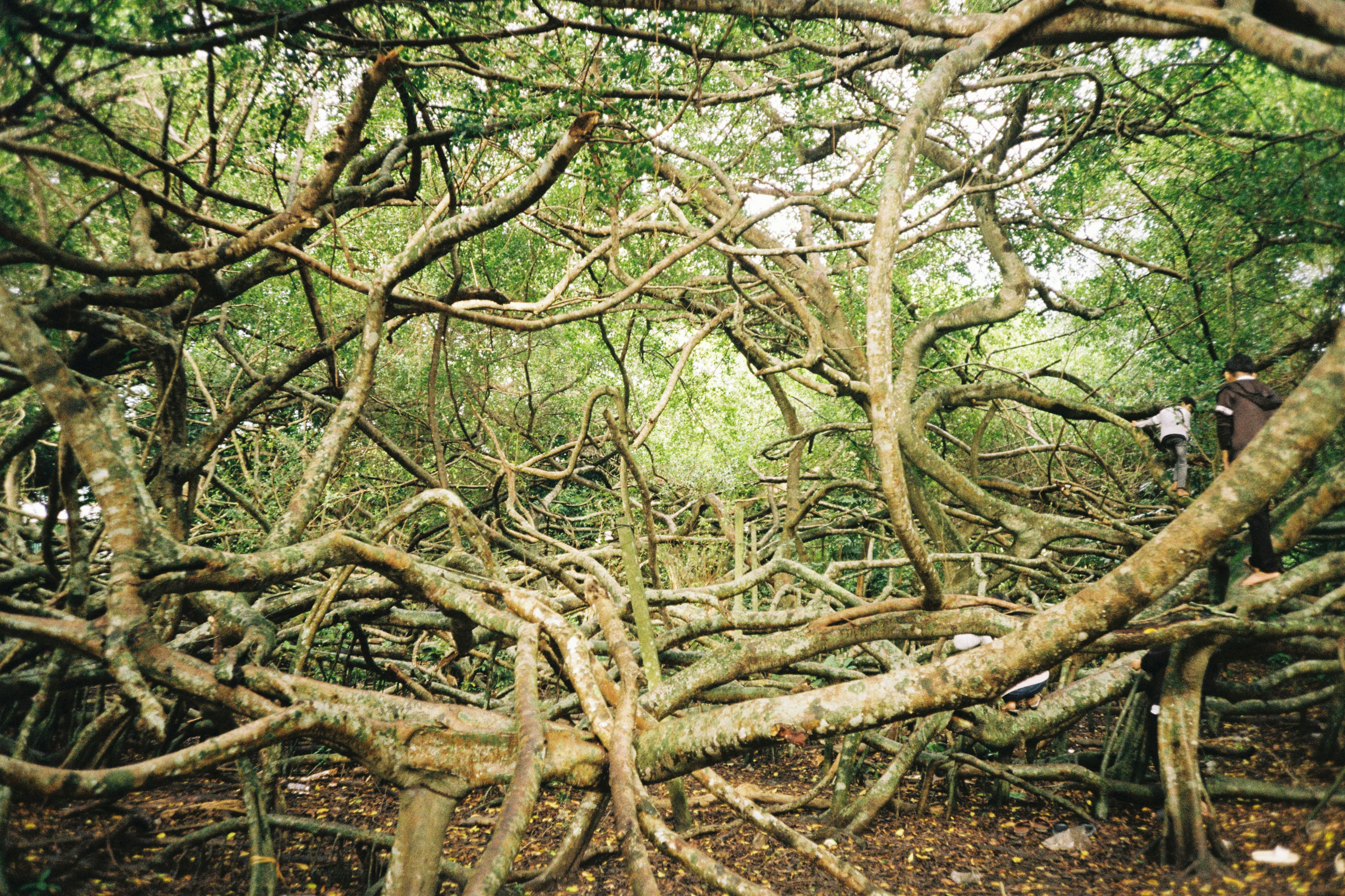 Dense network of intertwining tree roots forms a living arch over a forest path; subtle human figures peek through the branches, emphasizing scale and curiosity.