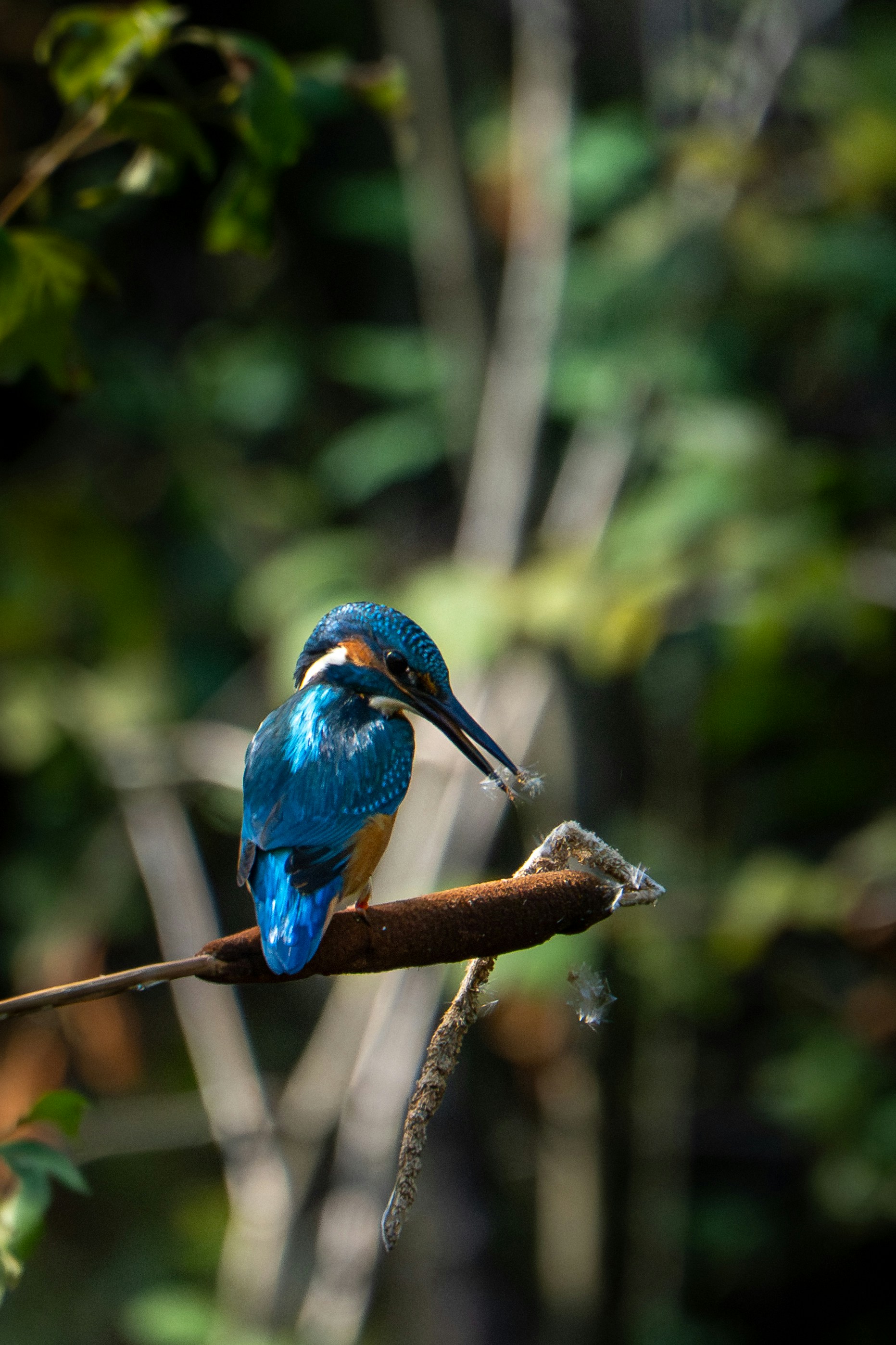 Azure Wanderer: A Kingfisher perches on a mossy branch