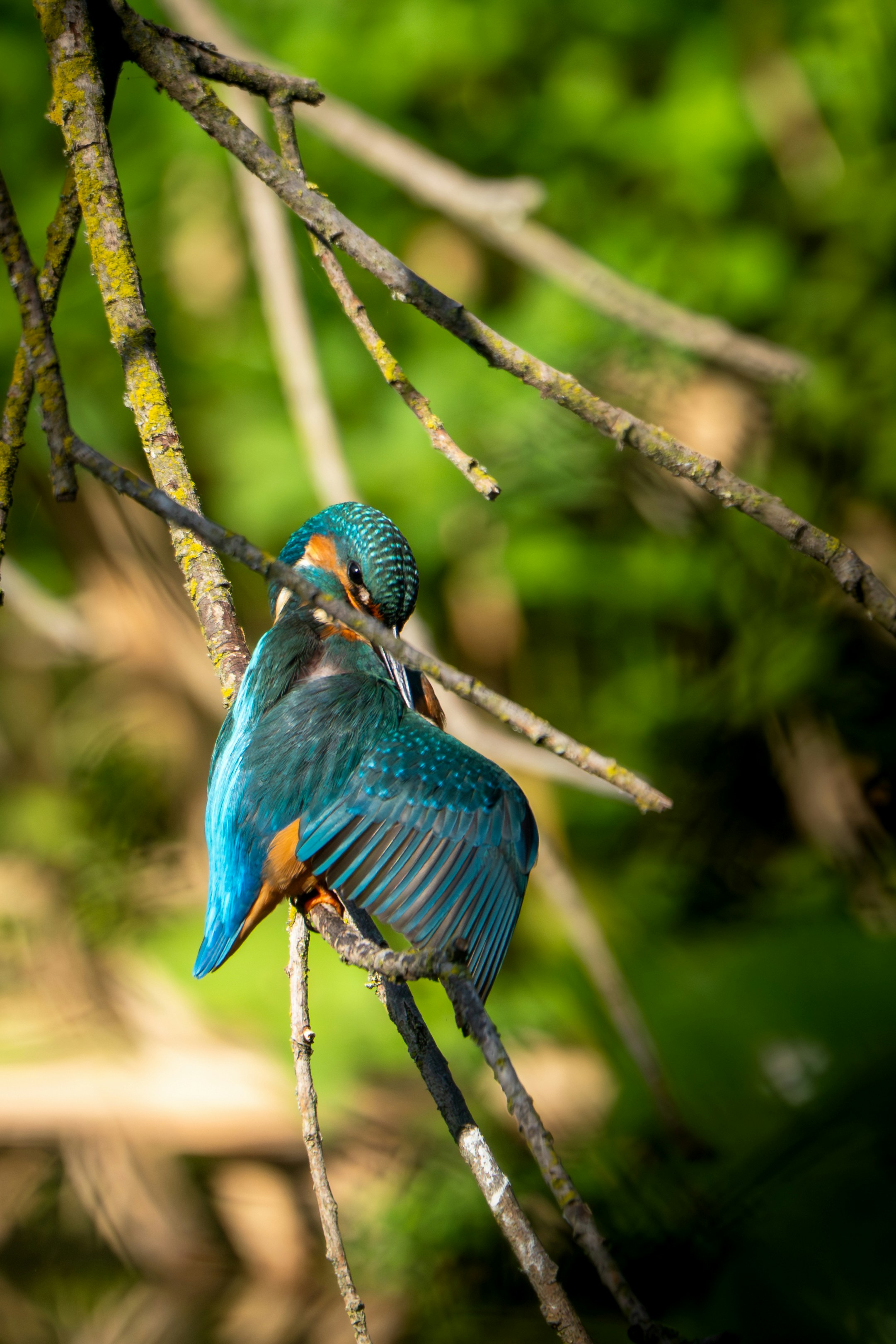 Blue-green Kingfisher in Sunlit Foliage