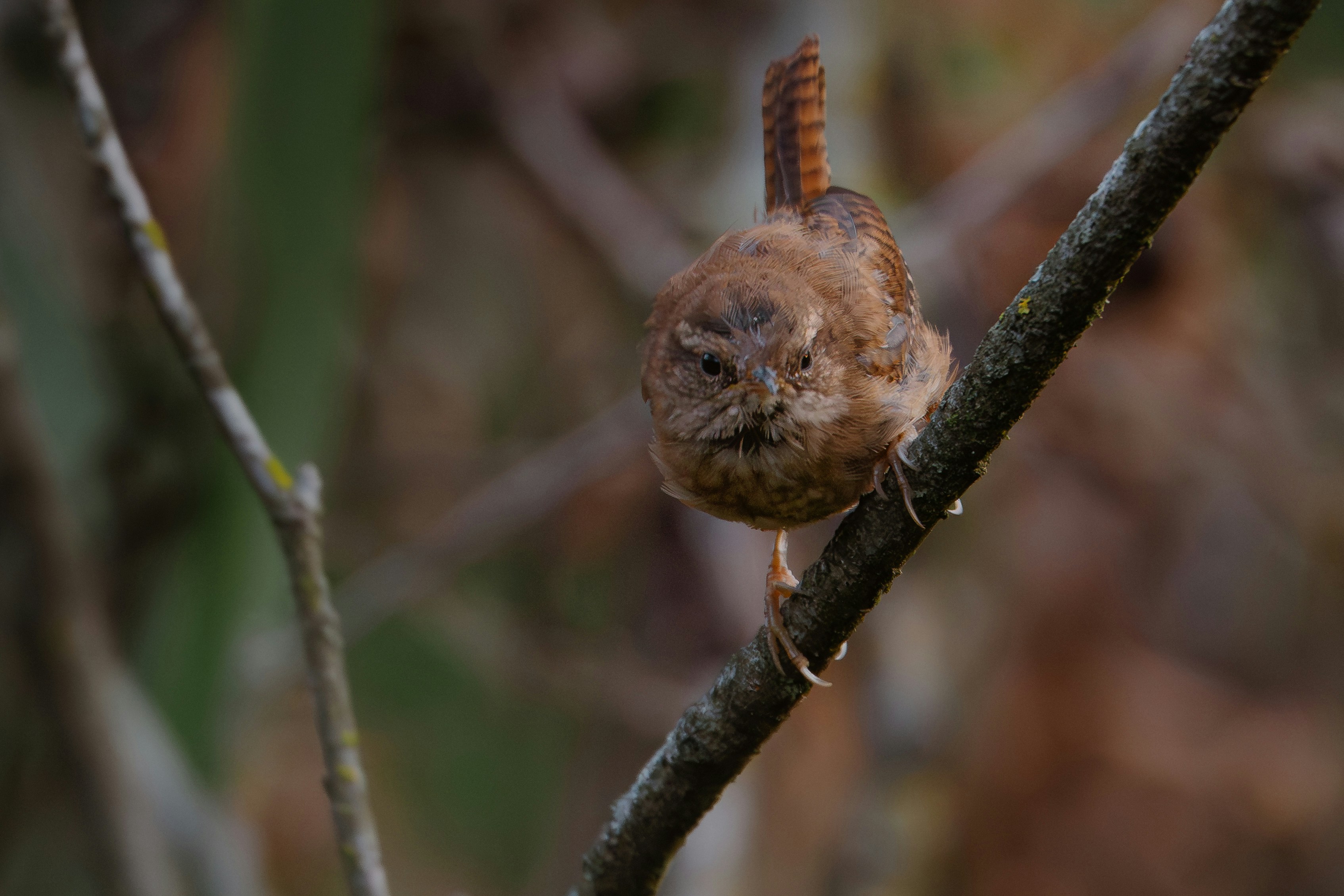 Tiny Ember Bird Clinging to a Mossy Branch