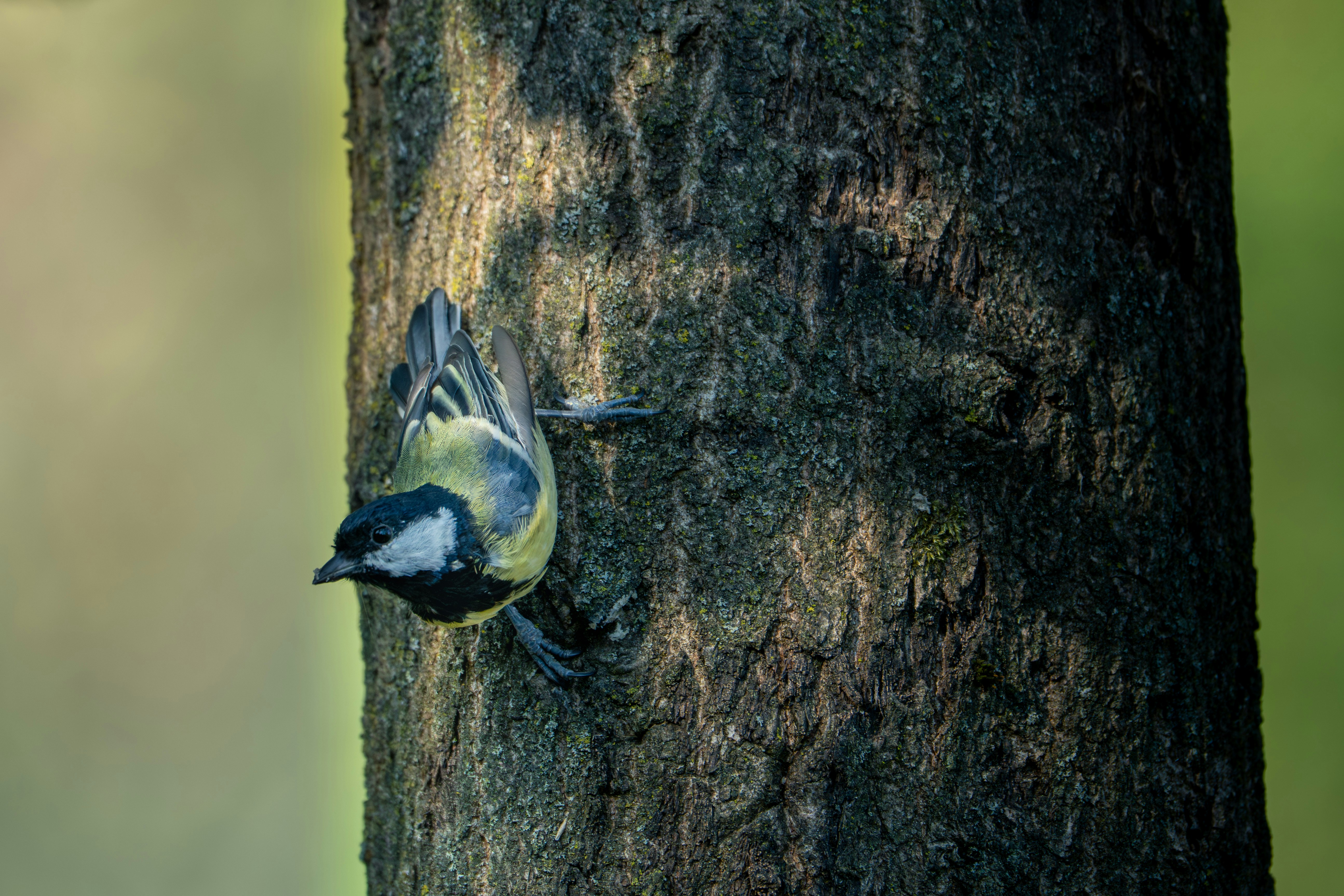 Tiny Bird Clinging to a Tree Trunk