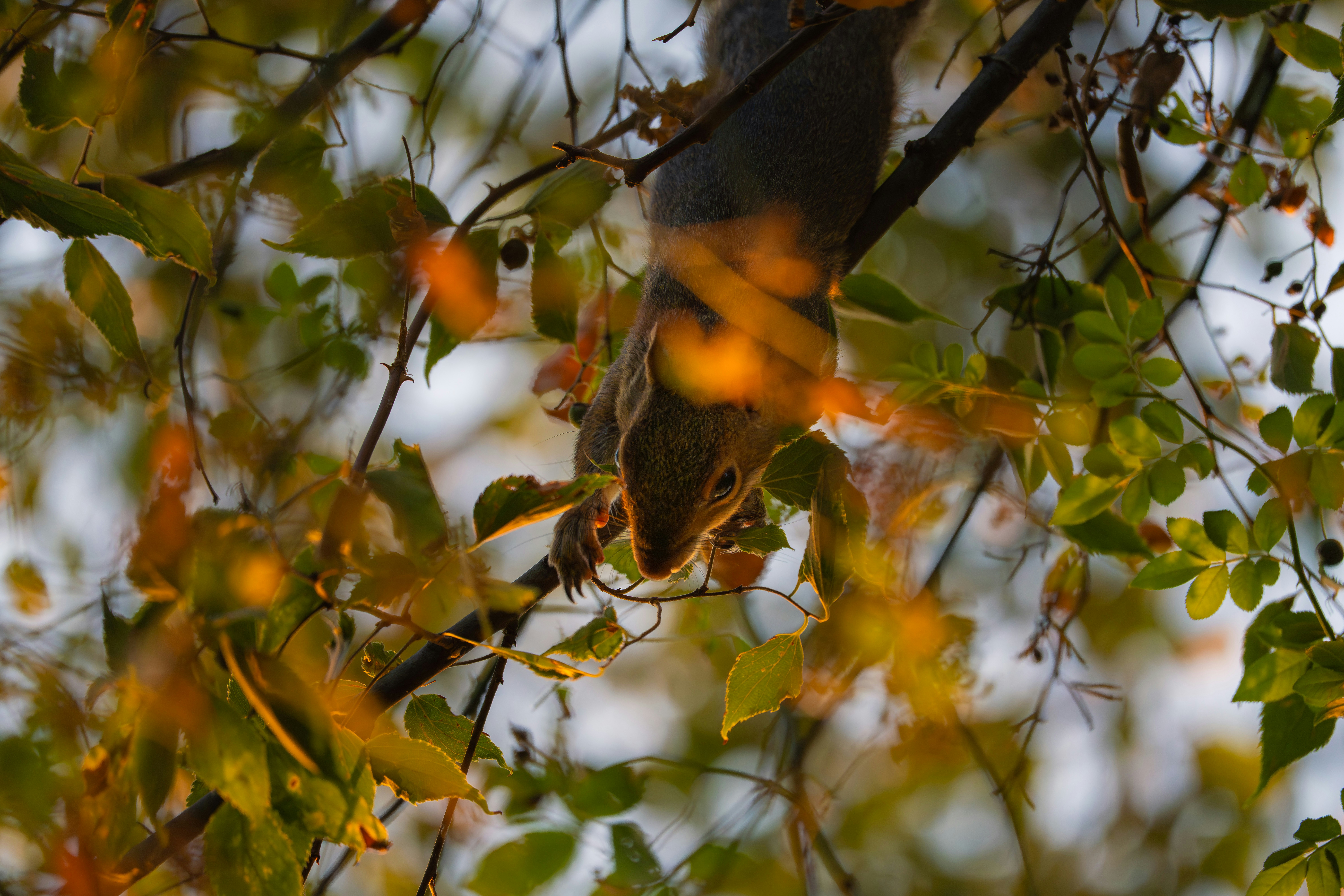 Hidden Sentry Among Autumn Leaves