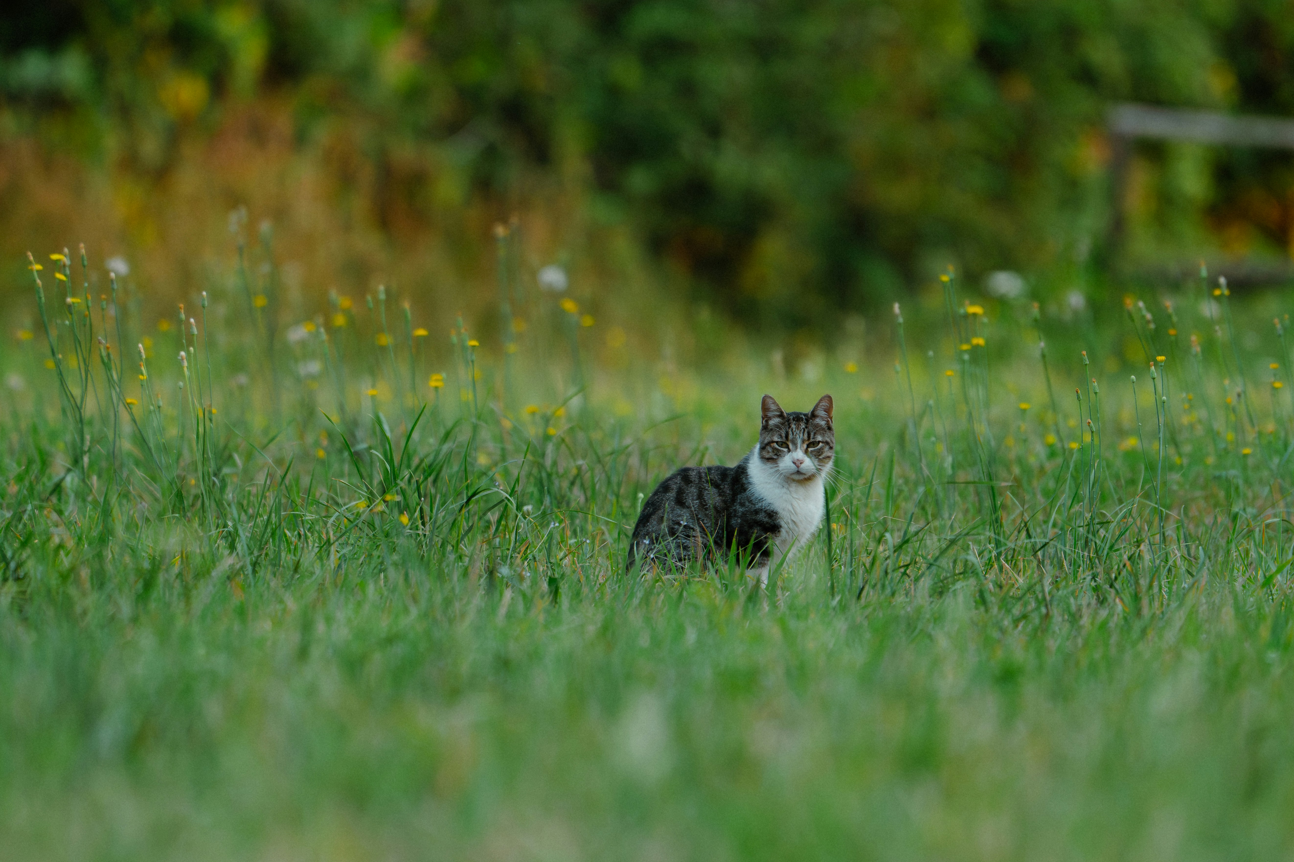 A domestic cat sits alert in a sunlit meadow with wildflowers, framed by tall grass and a blurred natural backdrop.