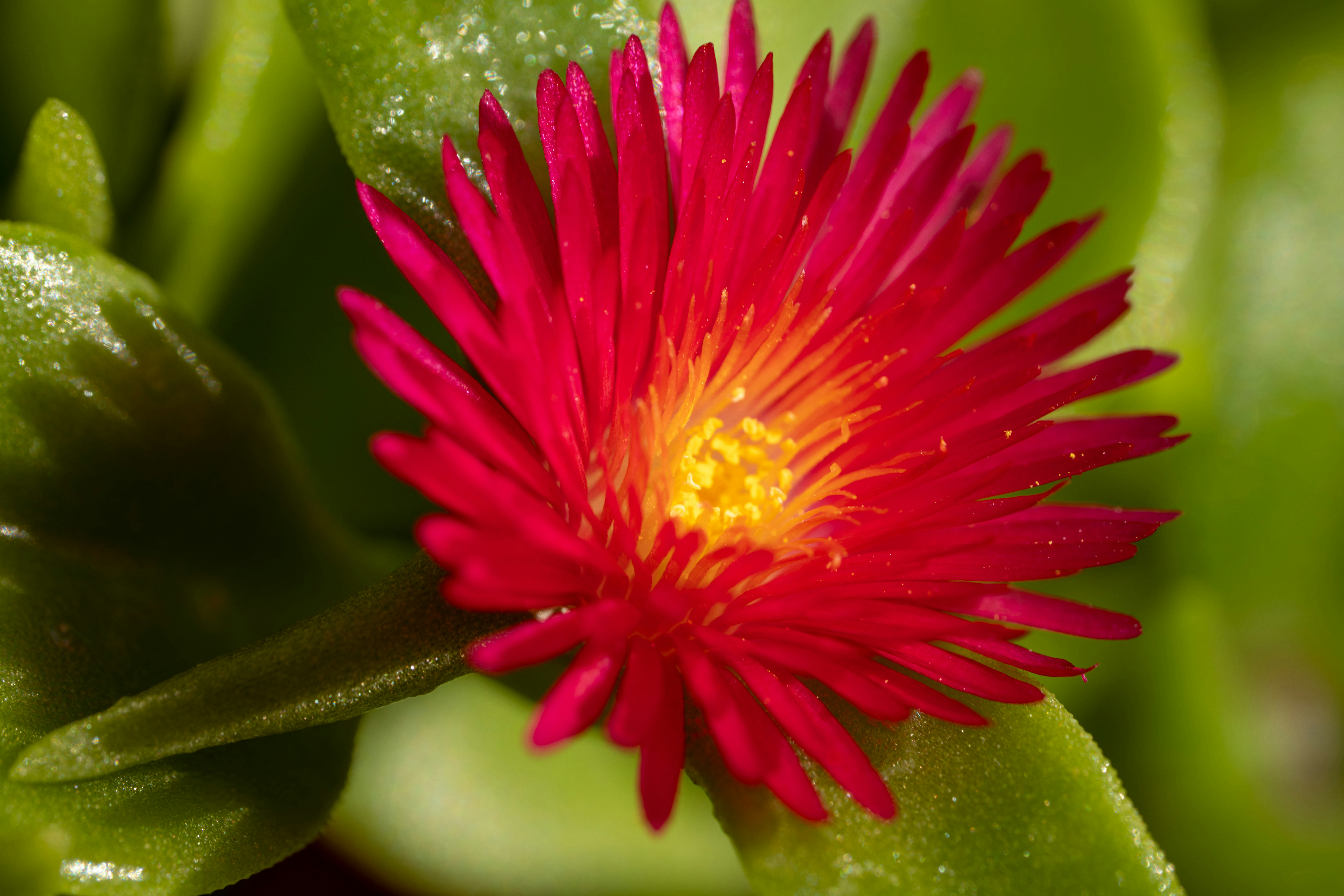 Emerald Heart: A Crimson Bloom Against Glassy Green Leaves