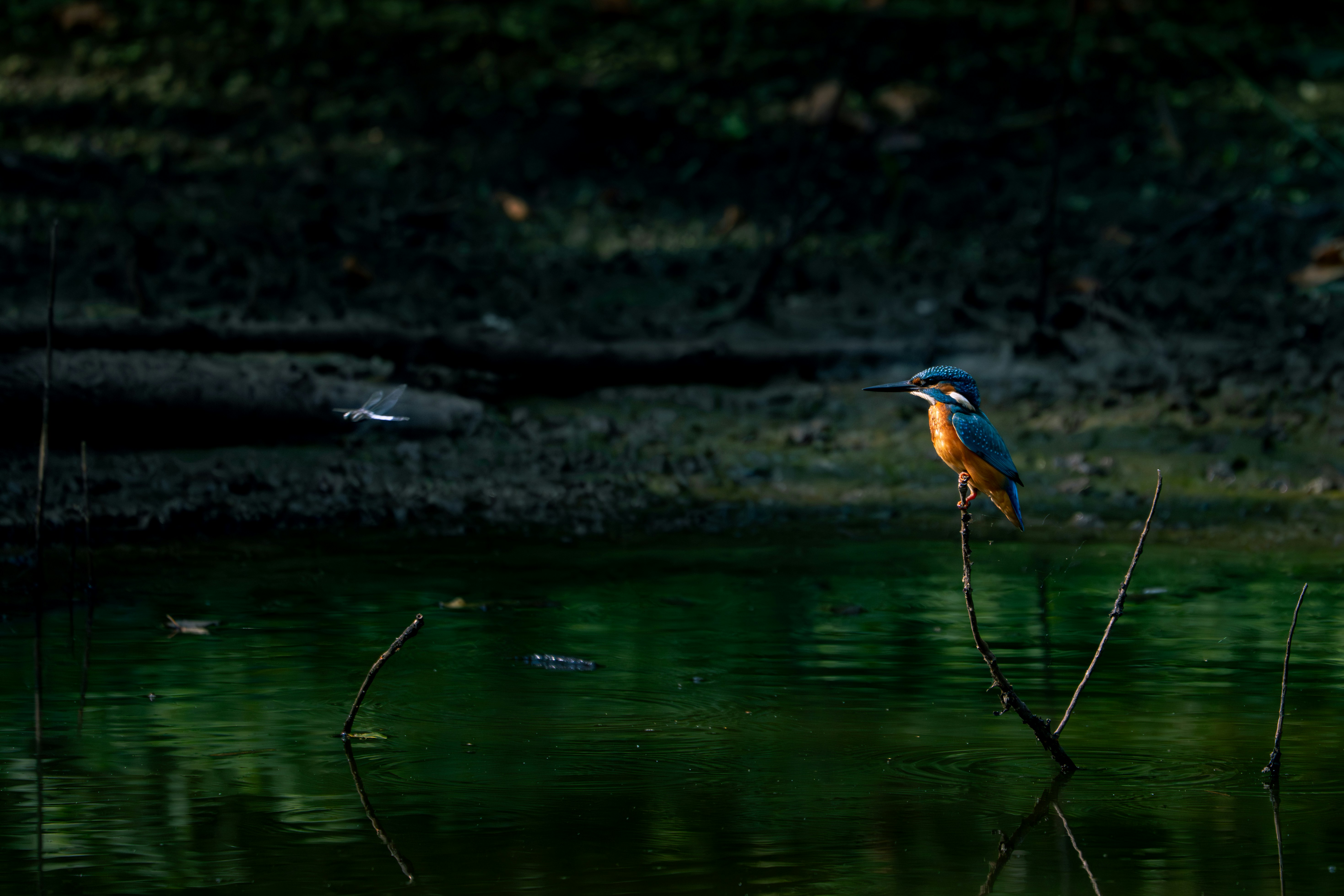 A Kingfisher Pauses Above Quiet Waters