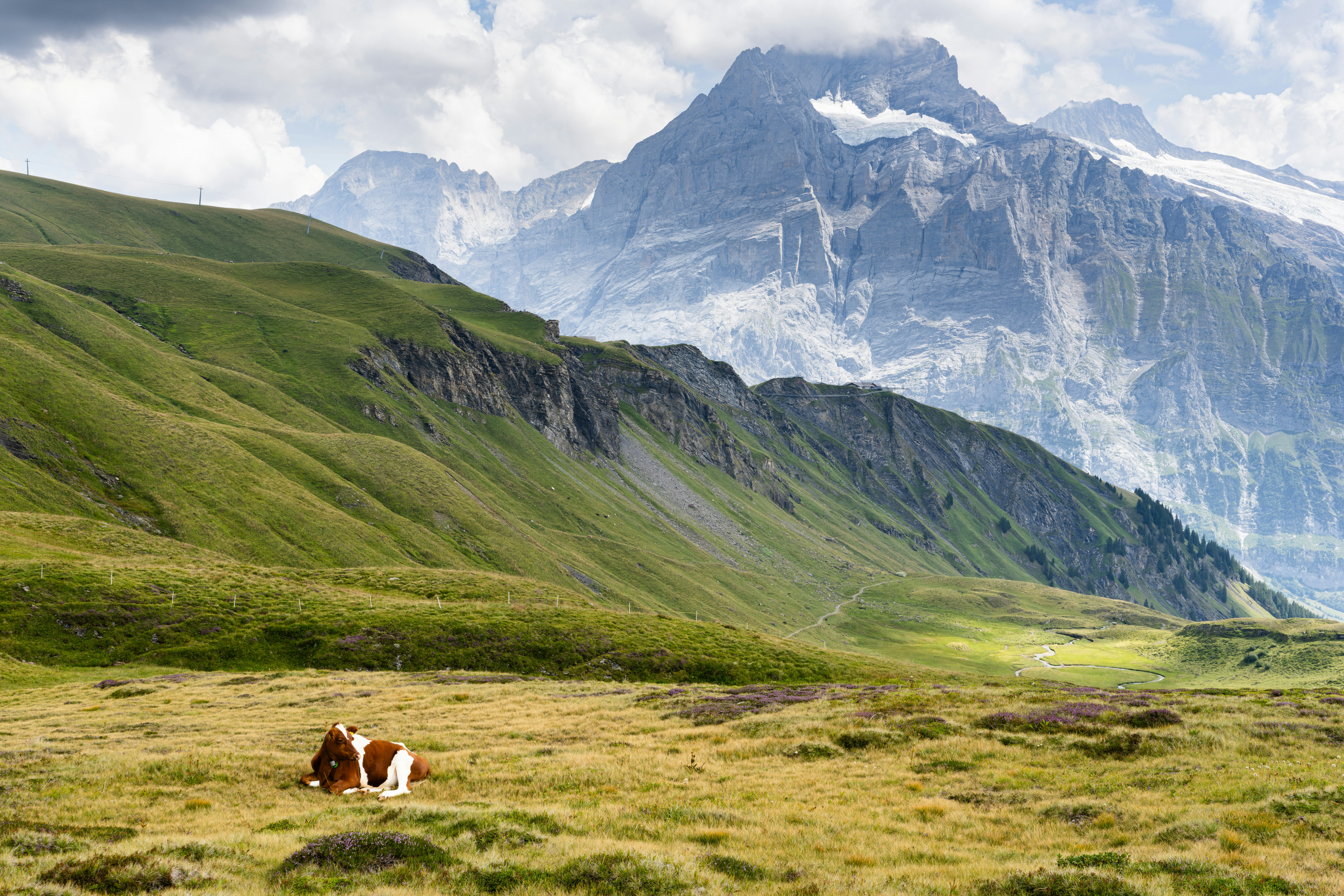 Gentle Grazing in a Vast Alpine Meadow