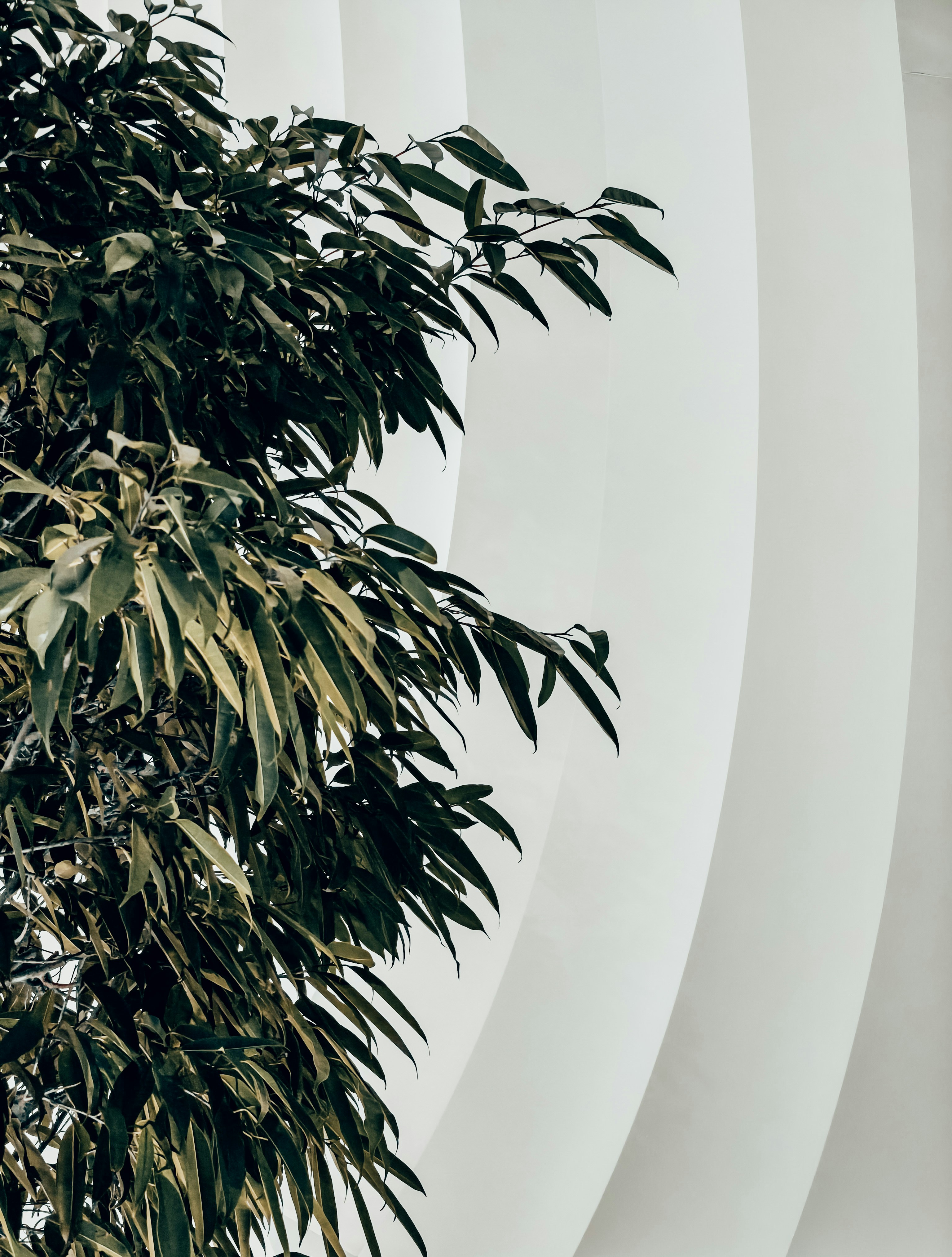 Leafy plant branches extend across a white curved wall, creating contrast between greenery and architecture.