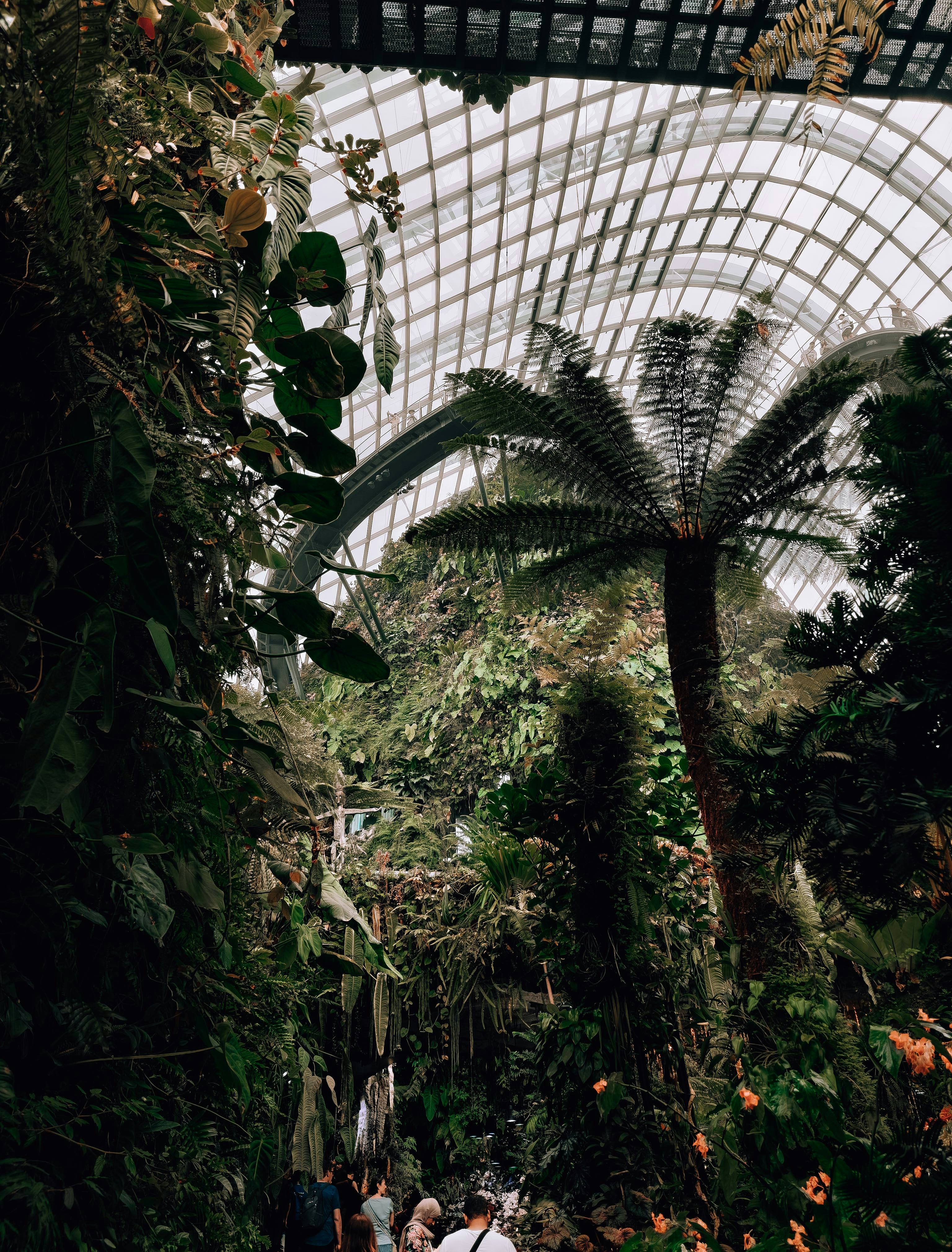 Verdant Skyscraper: A Glasshouse Walk Beneath Giant Ferns