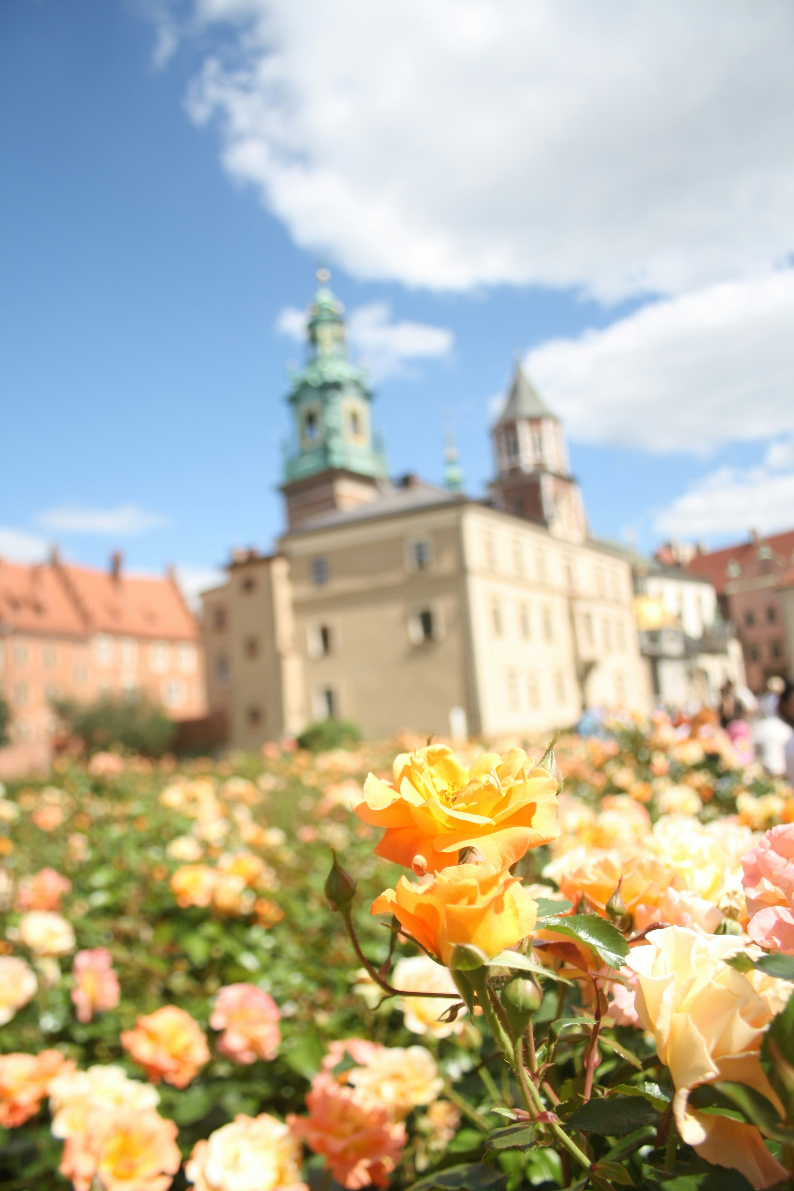Sunlit Rose Garden with Baroque Architecture in the Background