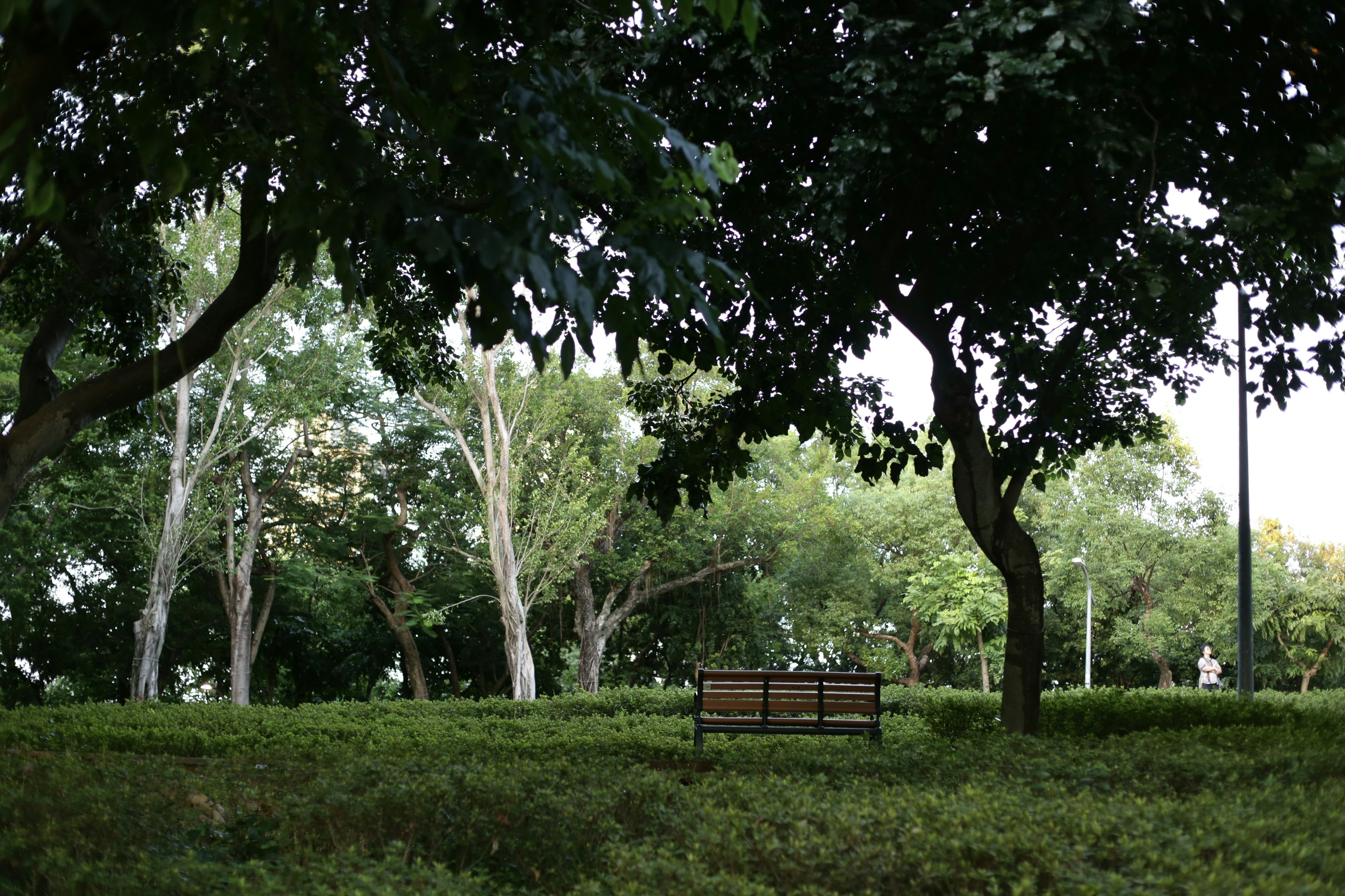 Solitary Bench Beneath a Canopy of Quiet Green