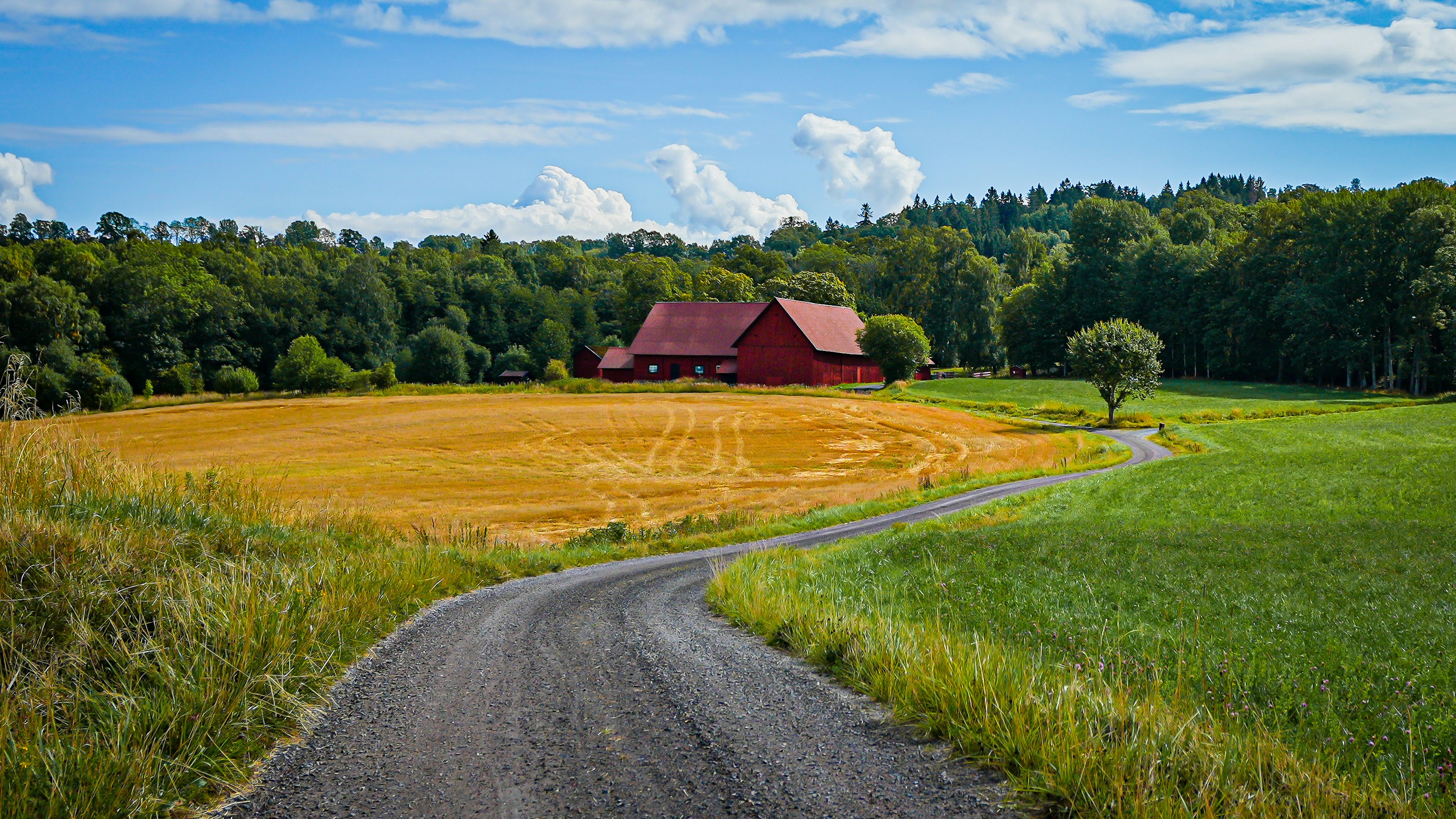 Red Barn at the Crest: A Curving Lane to Golden Fields