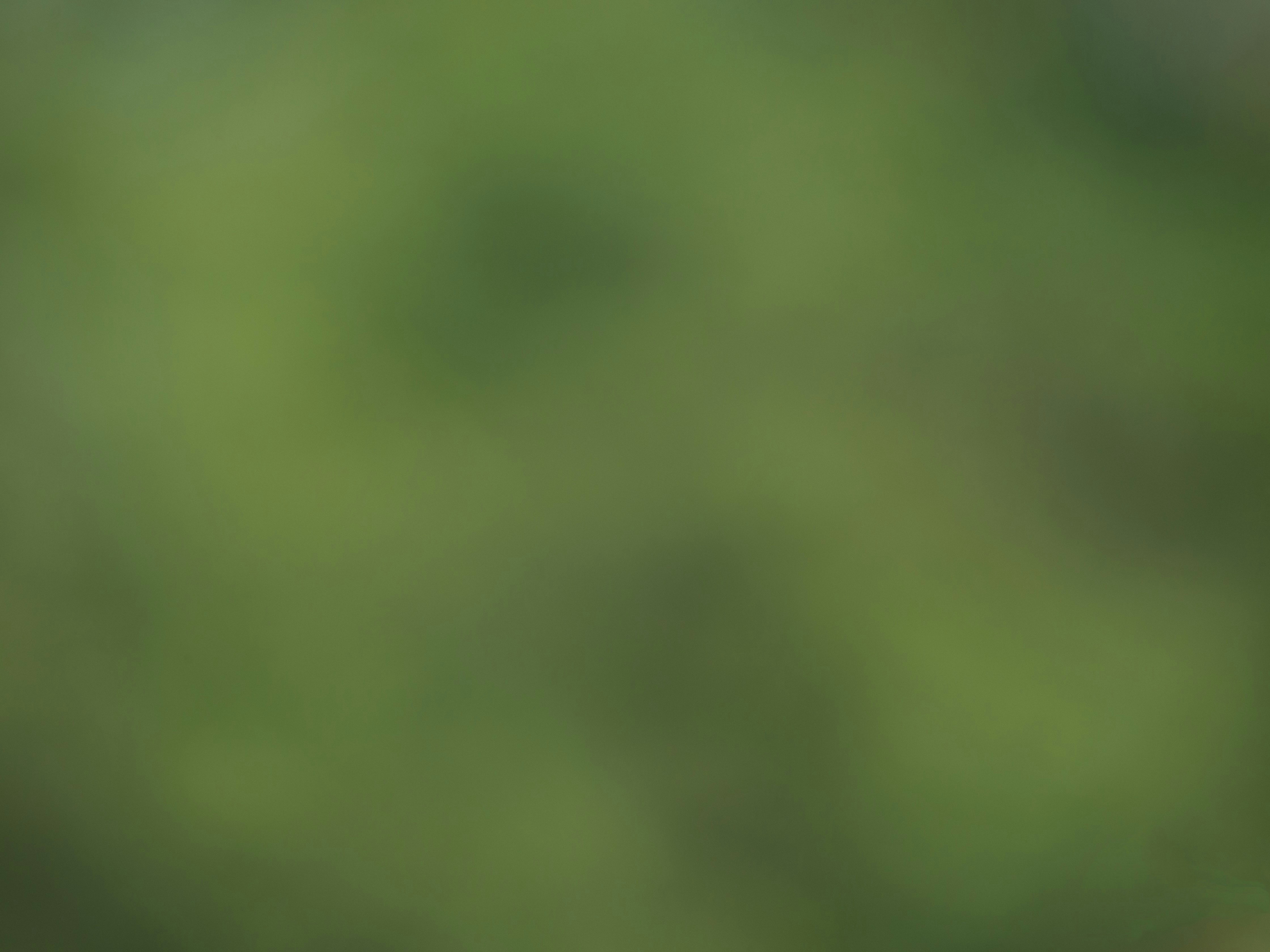 Soft, uniform green bokeh suggesting dense foliage; no distinct subject, likely background or intentionally abstract nature texture. This may be a cropped frame focusing on color and mood rather than a specific object.