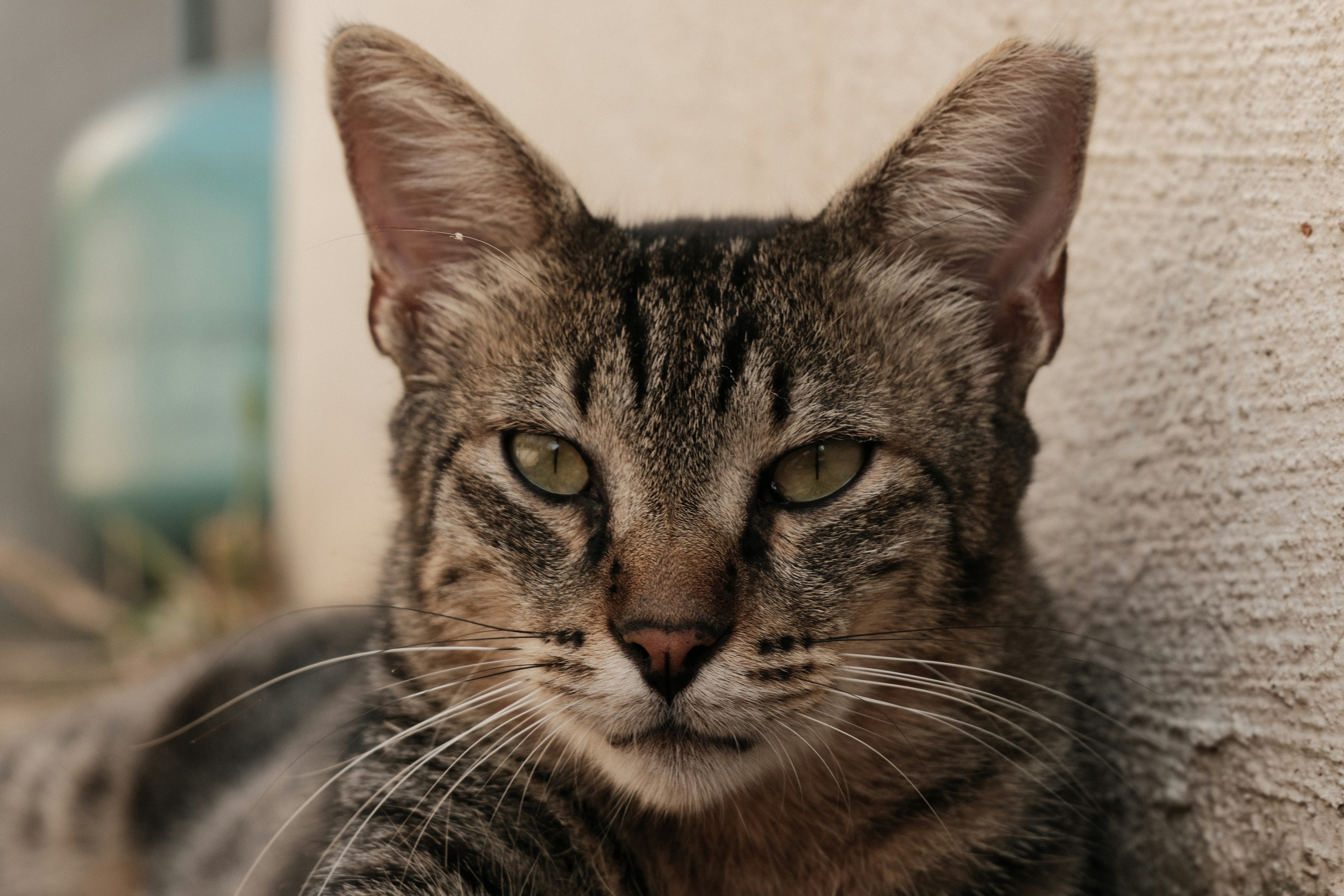 Cat Portrait Against Rough Wall: a Calm Gaze in Sunlit Slant