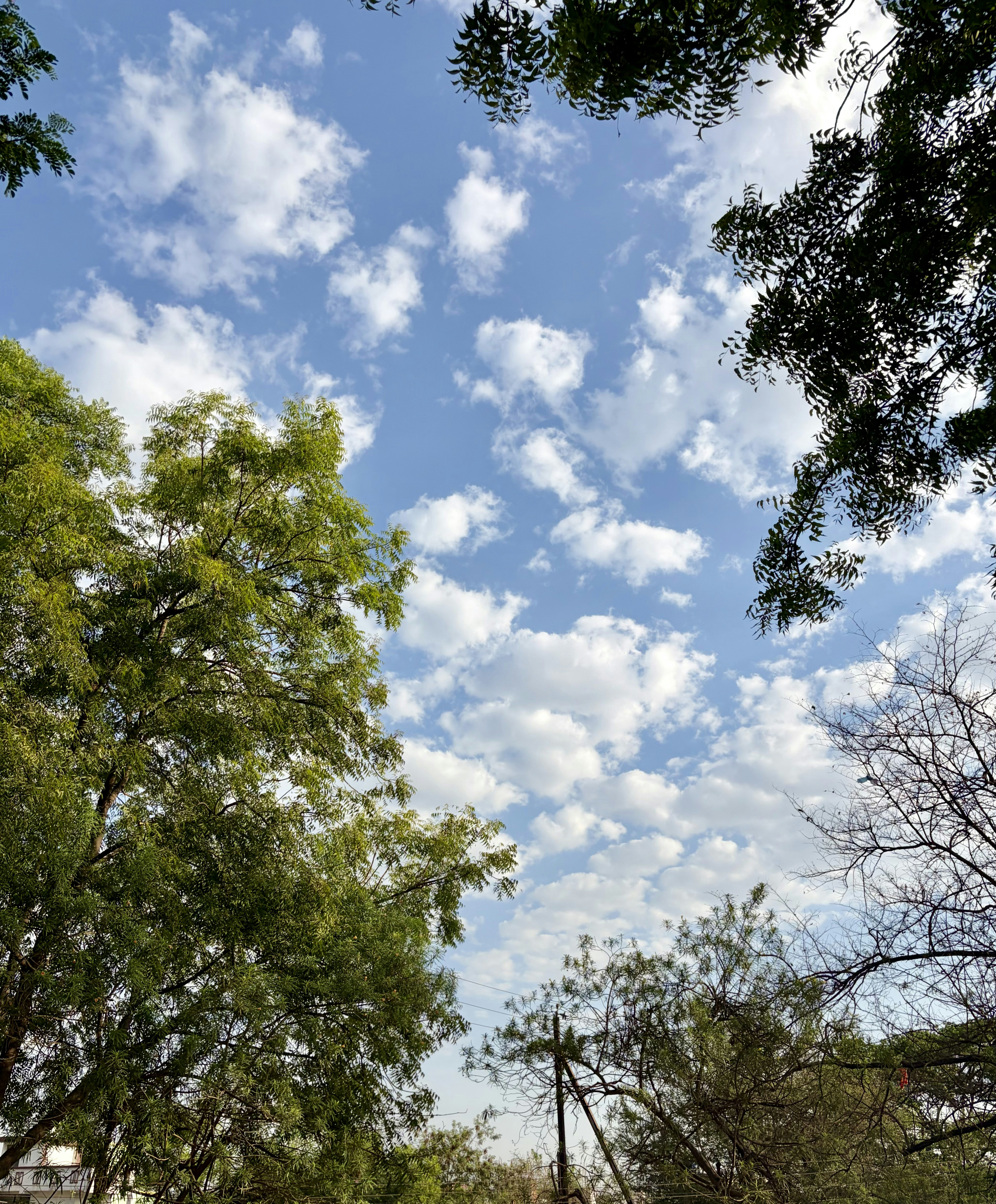 Skyward Canopy: Veridian sentinels and drifting clouds