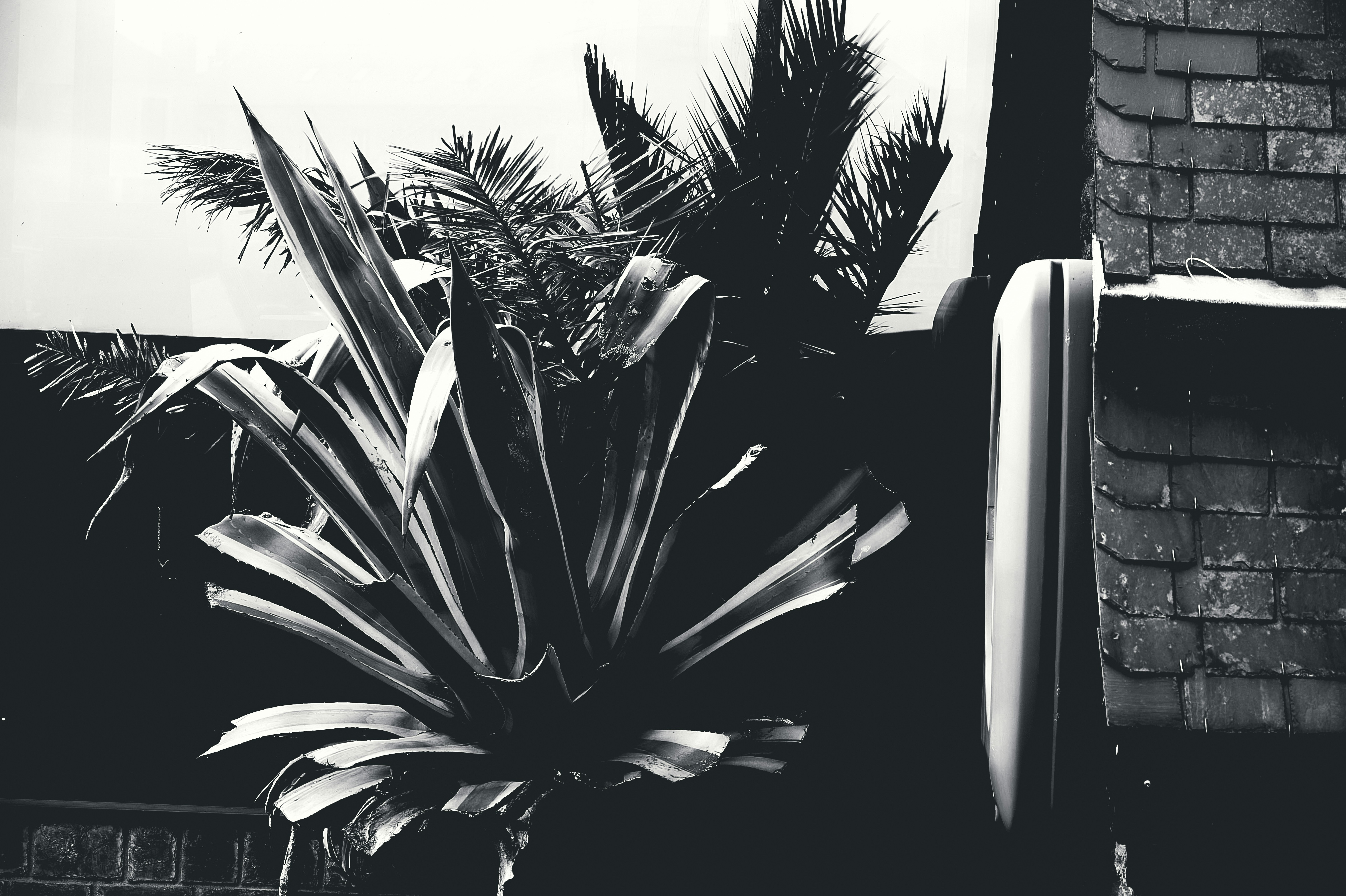 Overhanging Foliage Against a Rooftop and Brick Wall