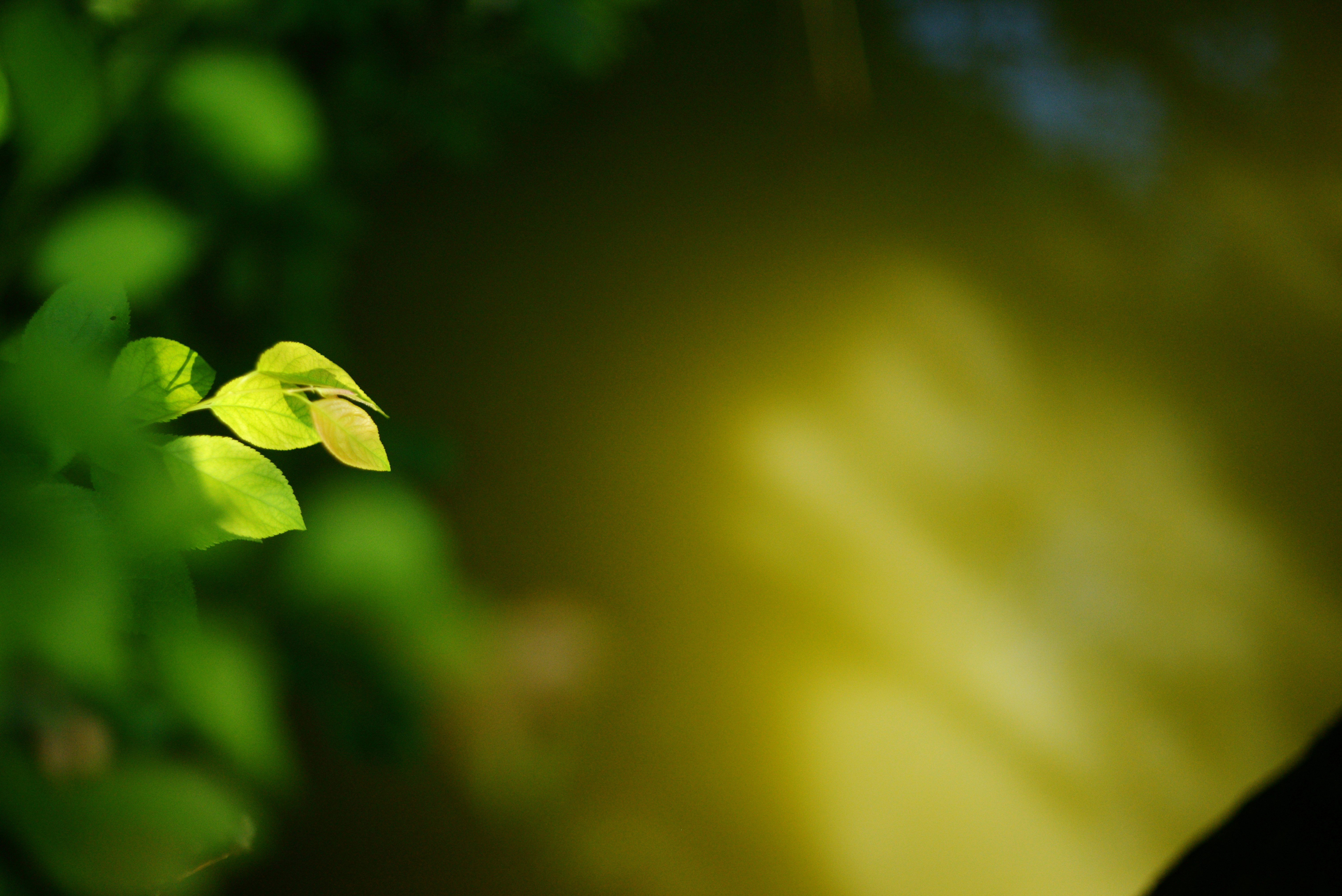 A close-up of fresh green leaves bathed in soft, defocused backlight with a warm yellow blur occupying the right side; the subject is the small cluster of leaves at the left foreground. This is a natural photography shot with shallow depth of field.