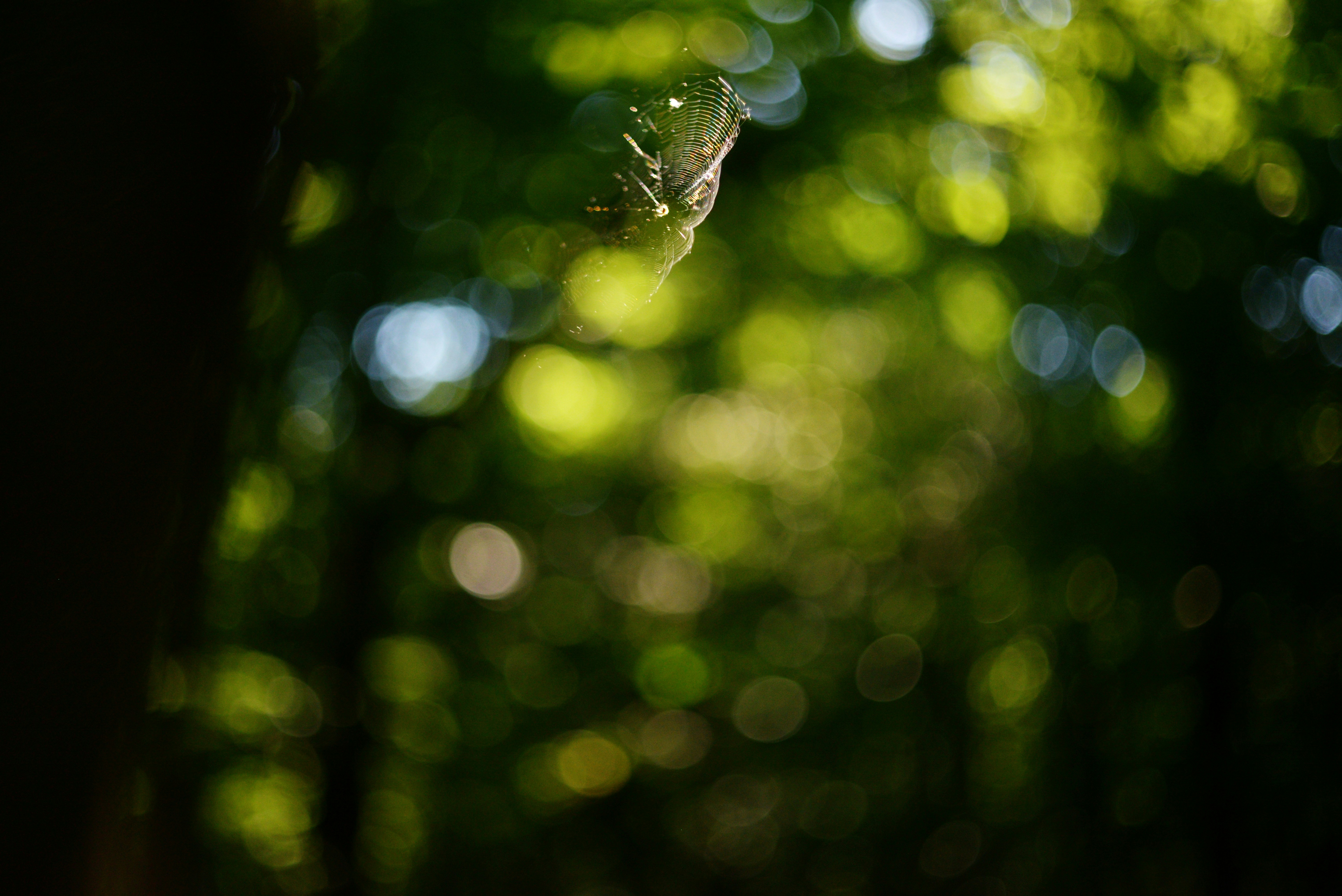 A close-up of a single spider web strand catching light against a blurred forest background, highlighting intricate silk and natural bokeh; a small insect-adorned thread appears near center. This is a natural macro-like capture in nature, not a logo or illustration.