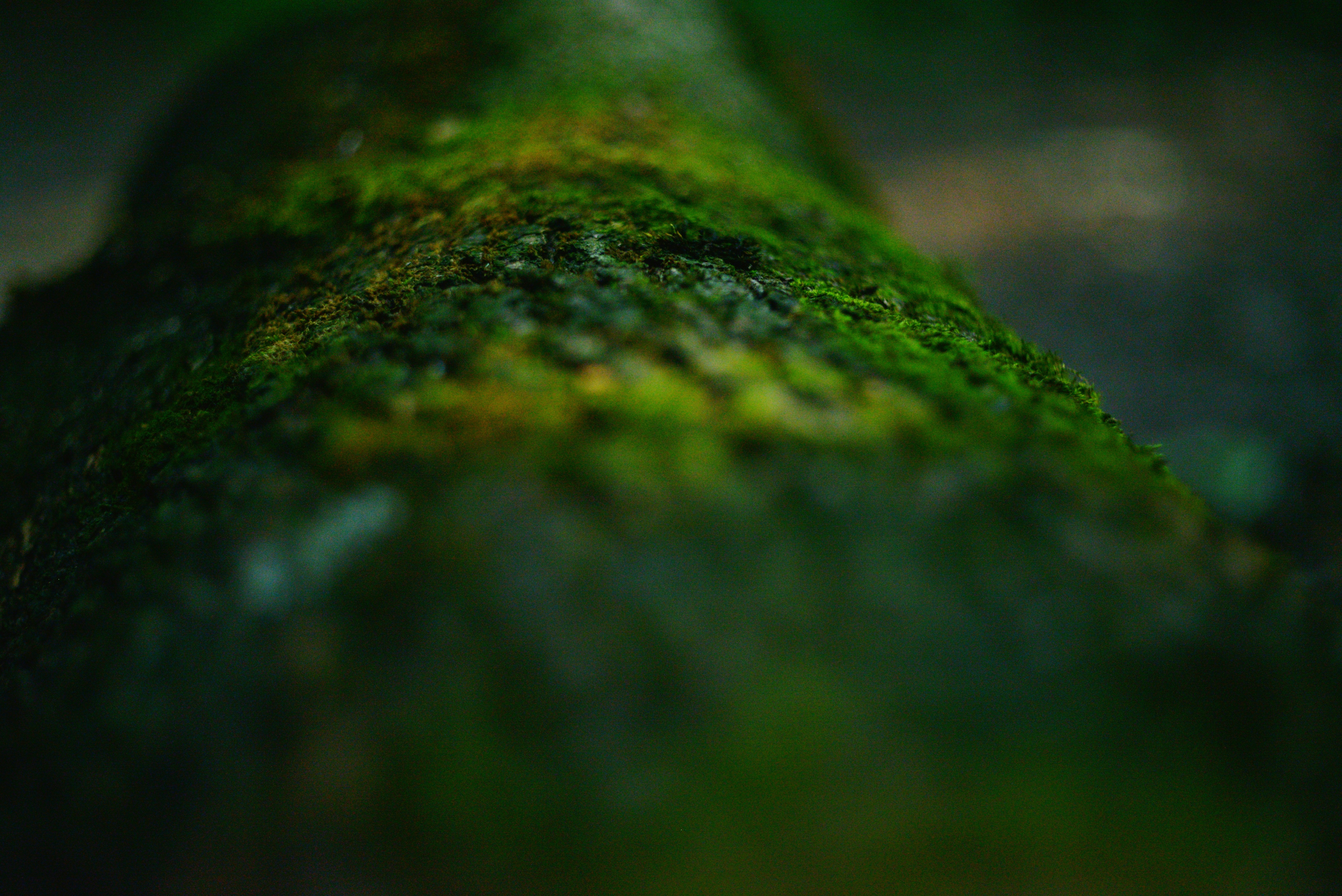 Close-up of a moss-covered log receding into a dim, blurred background; emphasizes texture and natural greens. (Logo/texture pattern.)
