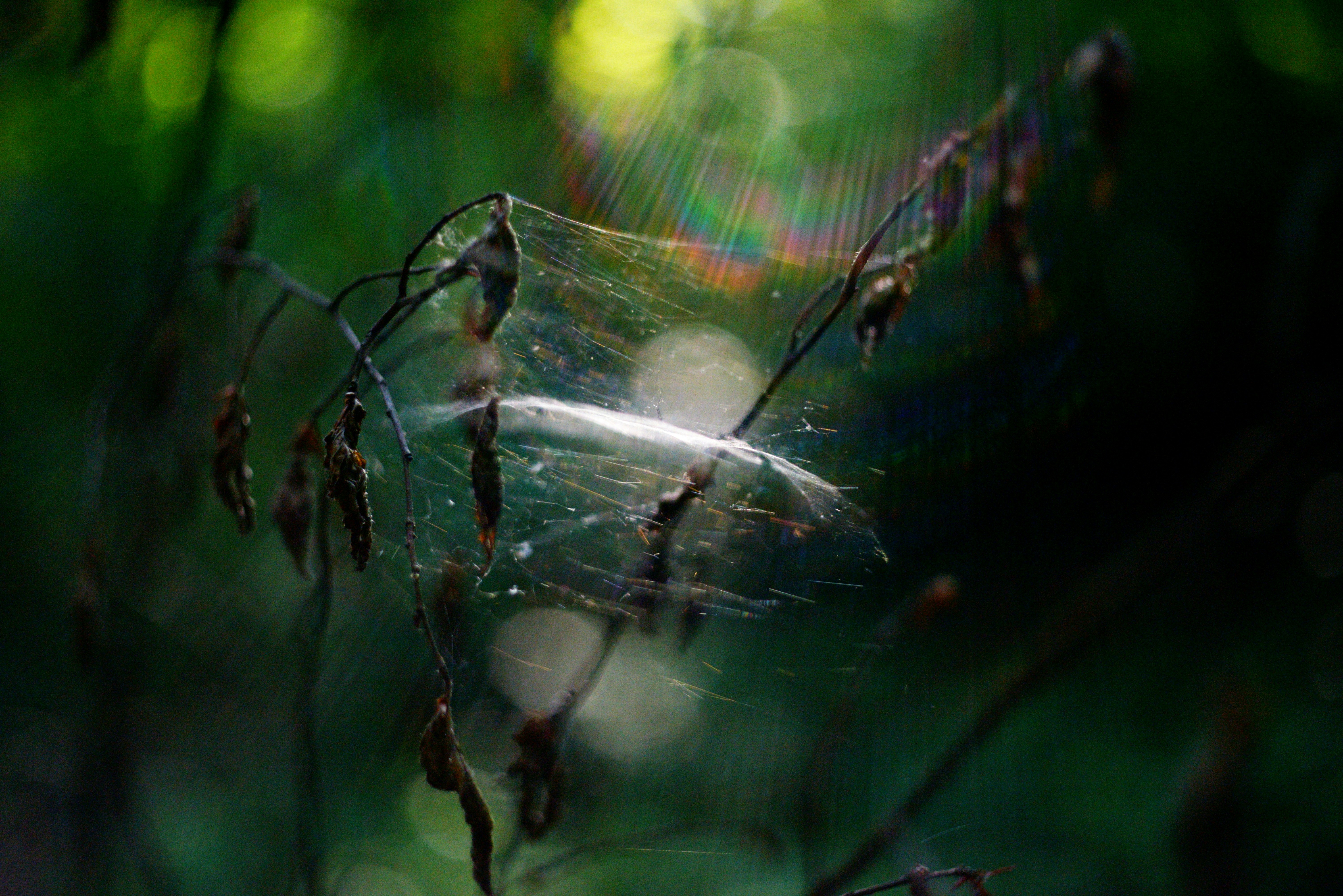 Spiderweb woven between dried stems glimmers with dew in a dim, green forest; a soft rainbow flare enhances the delicate silk strands.