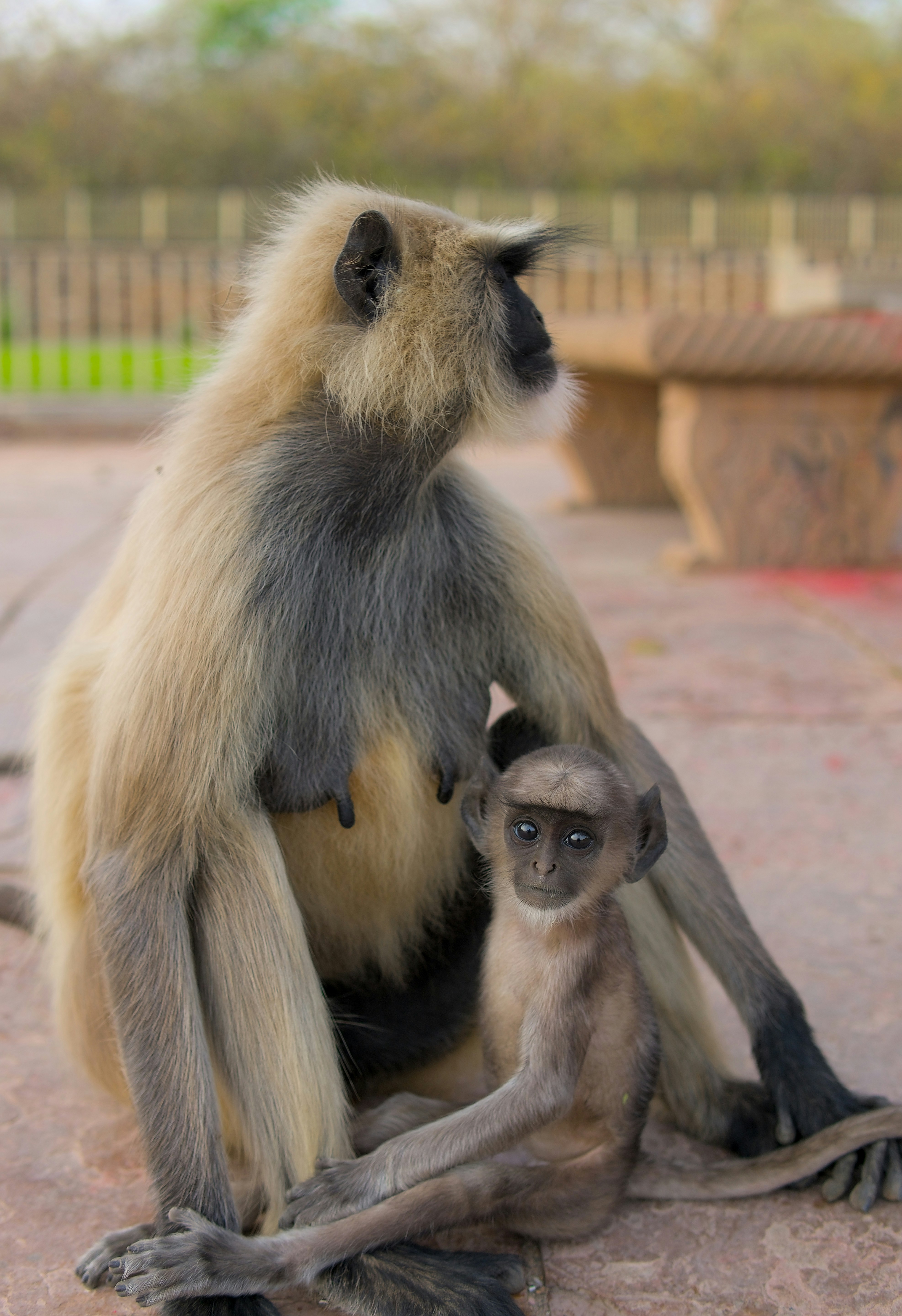 Mother Monkeys: Gentle Bond in a Park