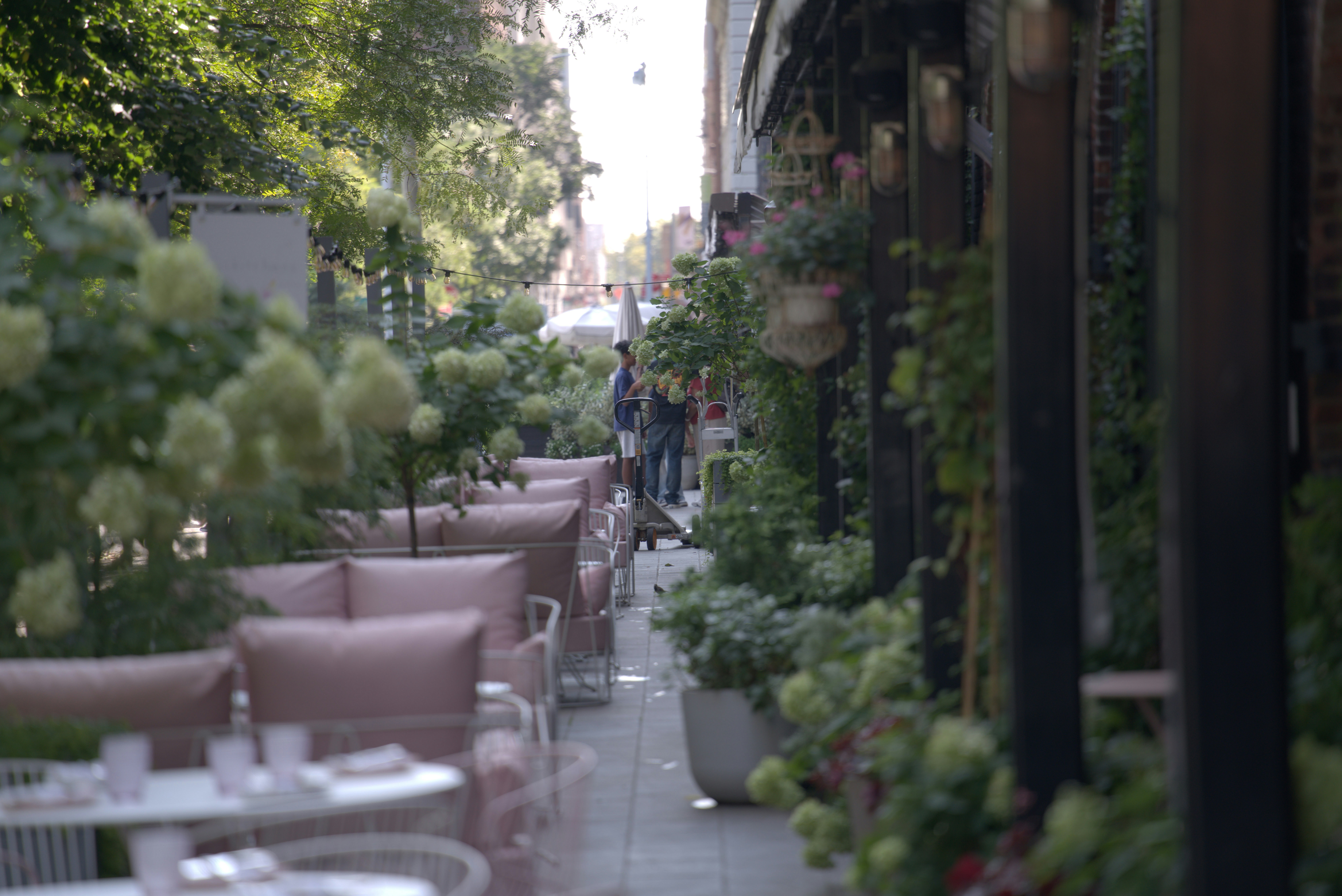 Urban Café Corridor: Bougainvillea and Soft Sunset Light