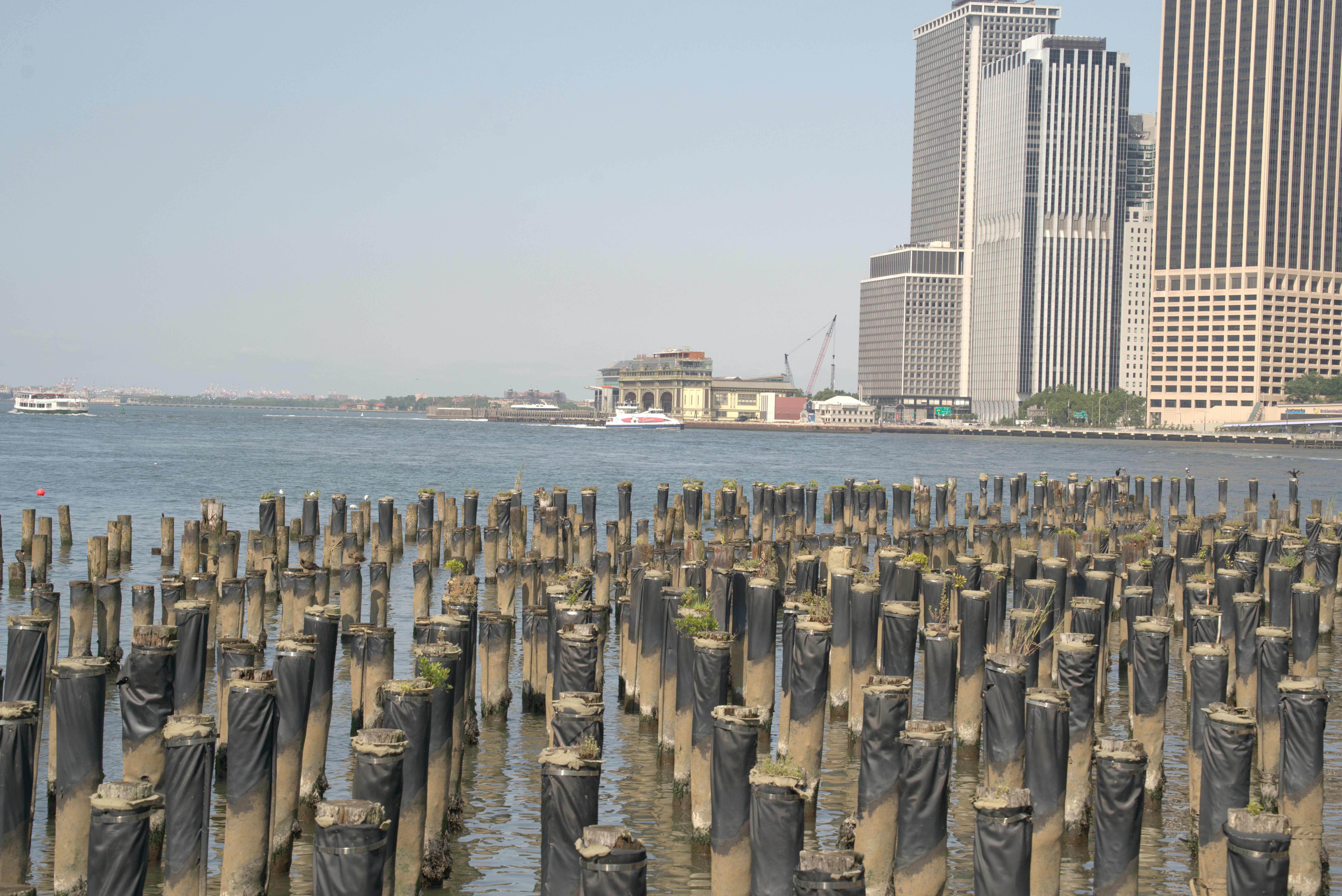 Staccato Poles: A Harbor of Reeds and Skyscrapers