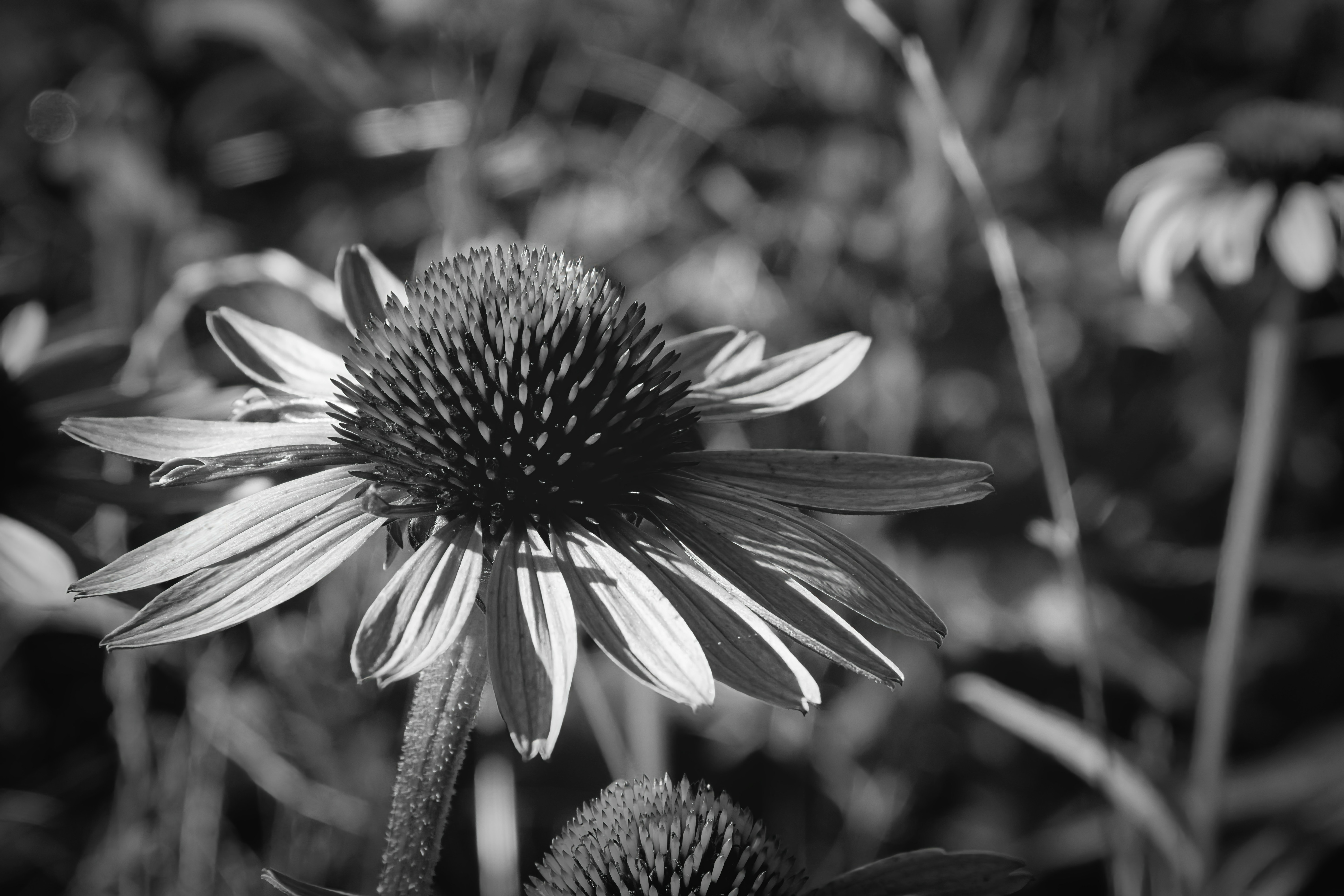 Monochrome Coneflower — Quiet Focus in Soft Backlight
