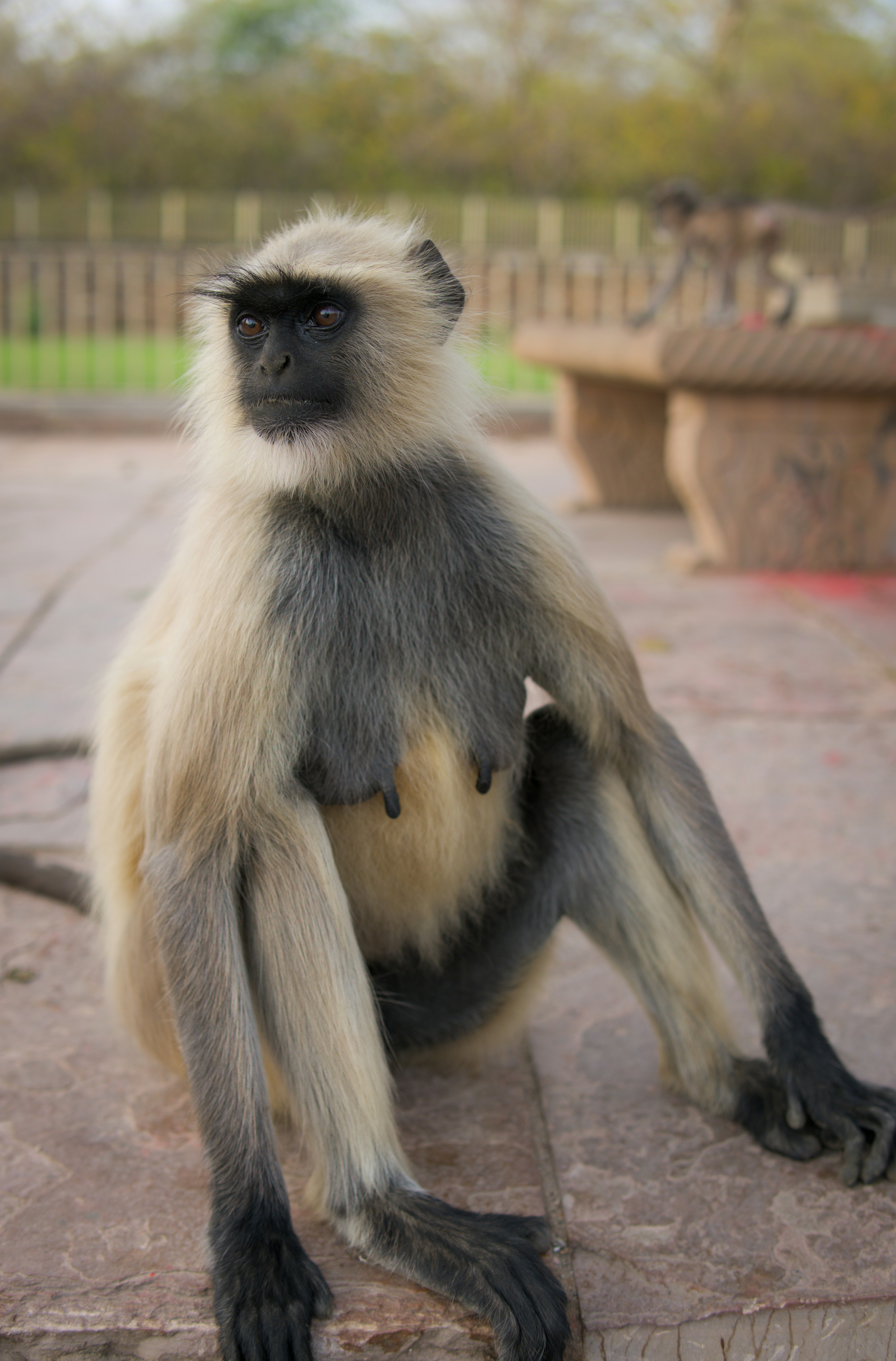 Primed Pause: A Capuchin Gaze in the Park