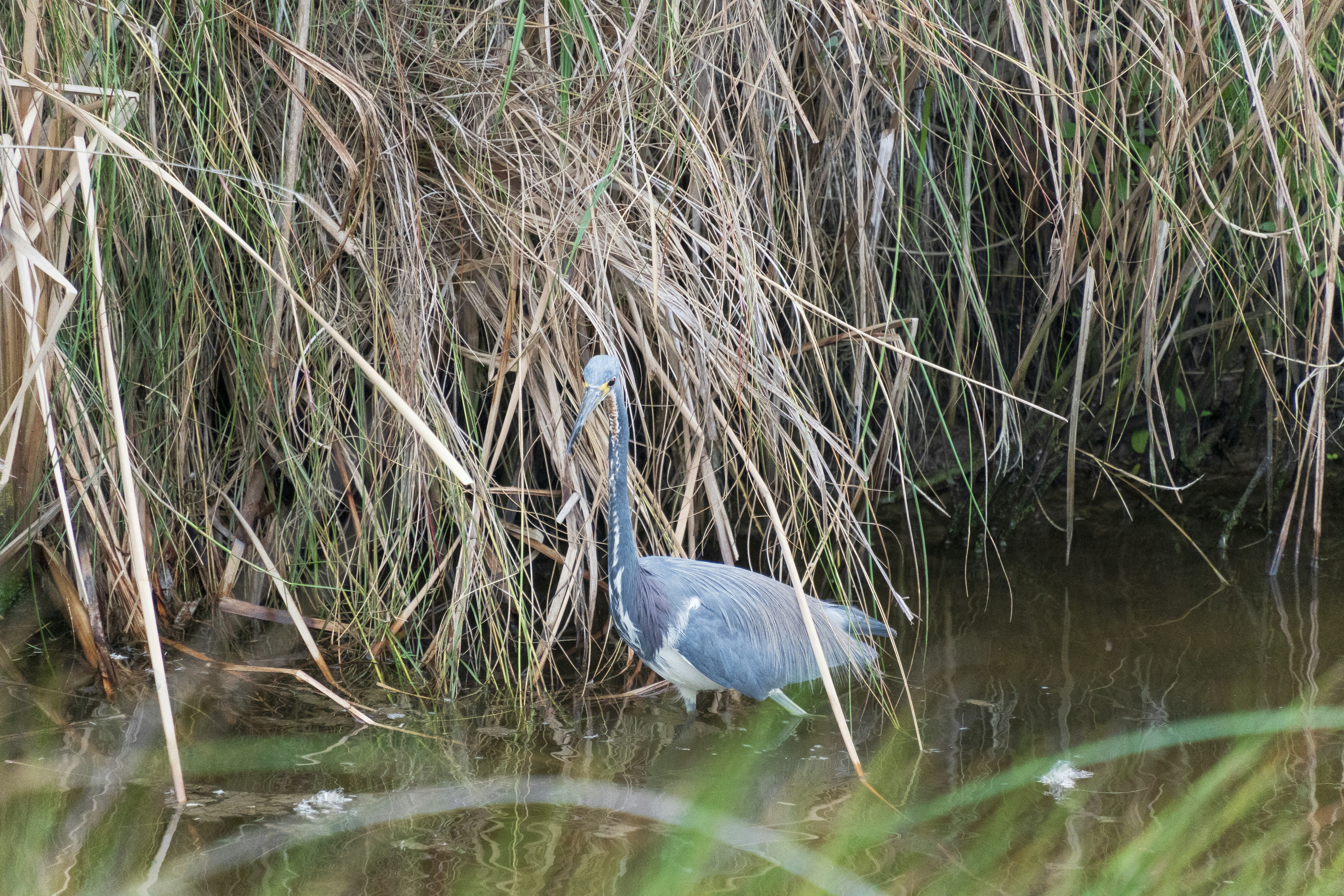 Tricolored heron (Egretta tricolor)