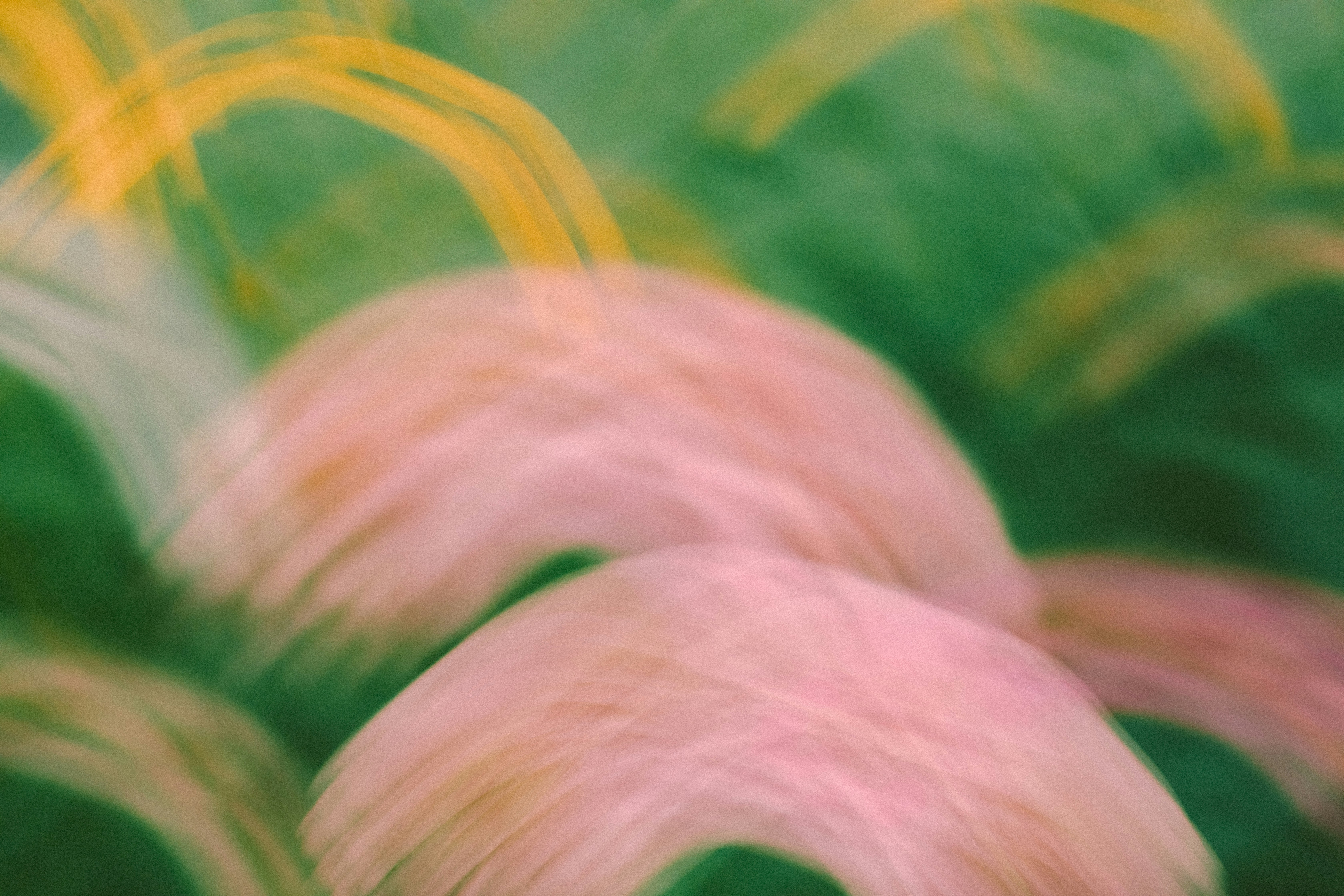 Soft Flamingo Whorls in a Blur of Flora