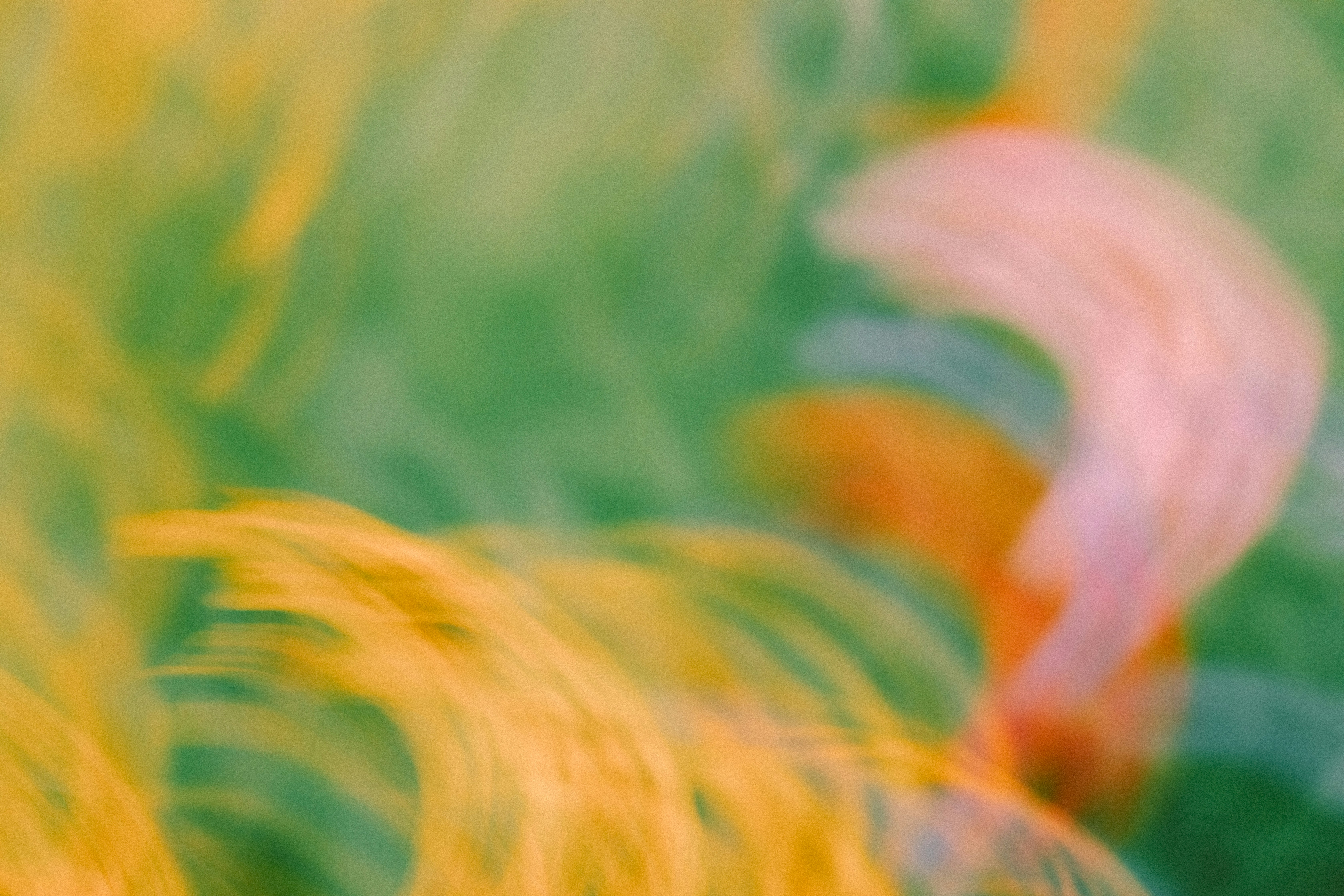 Motion Blur in a Field of Color: A Soft Dance of Warm Hues