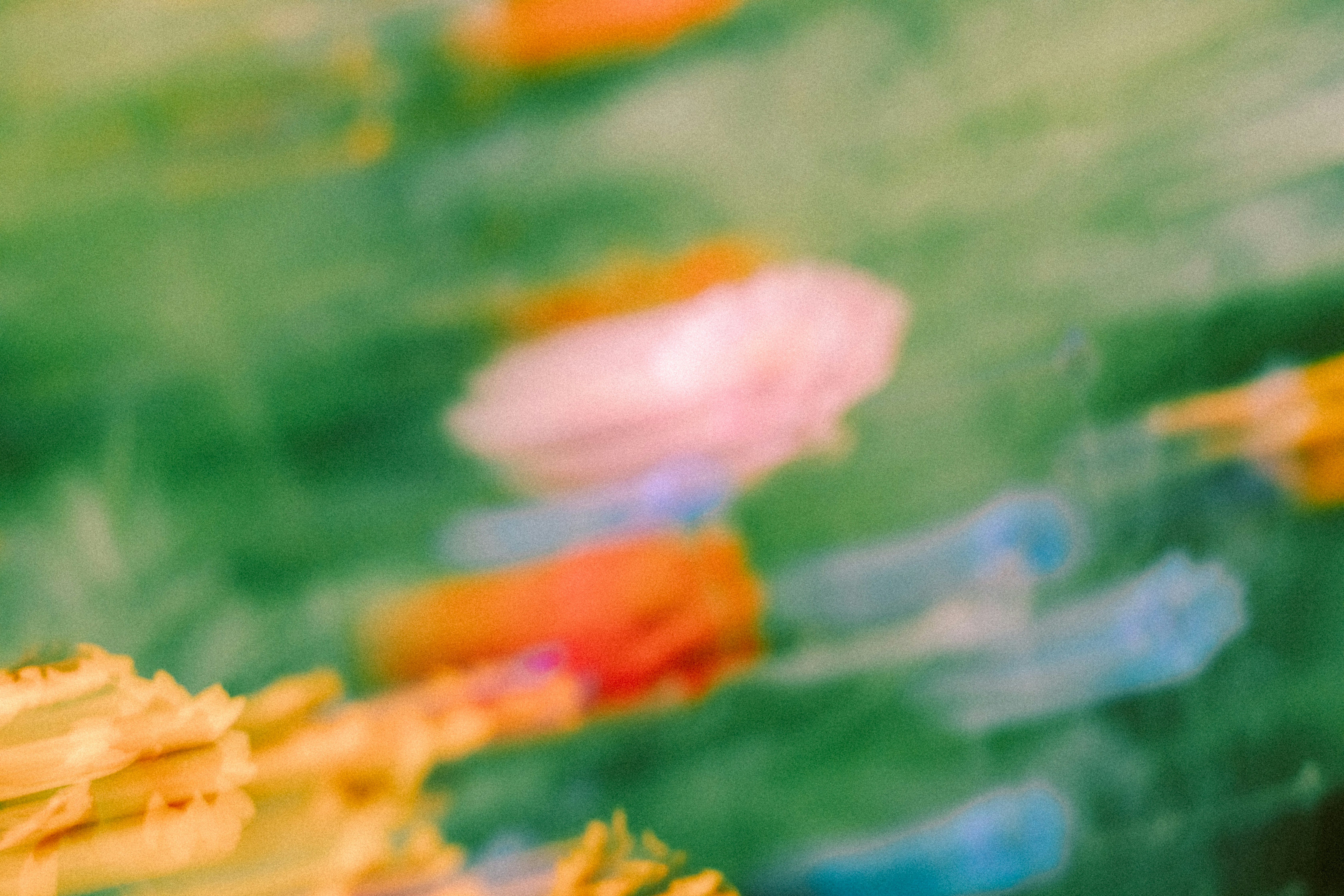 Soft Focus Kaleidoscope: Blurred Petals in a Green Garden