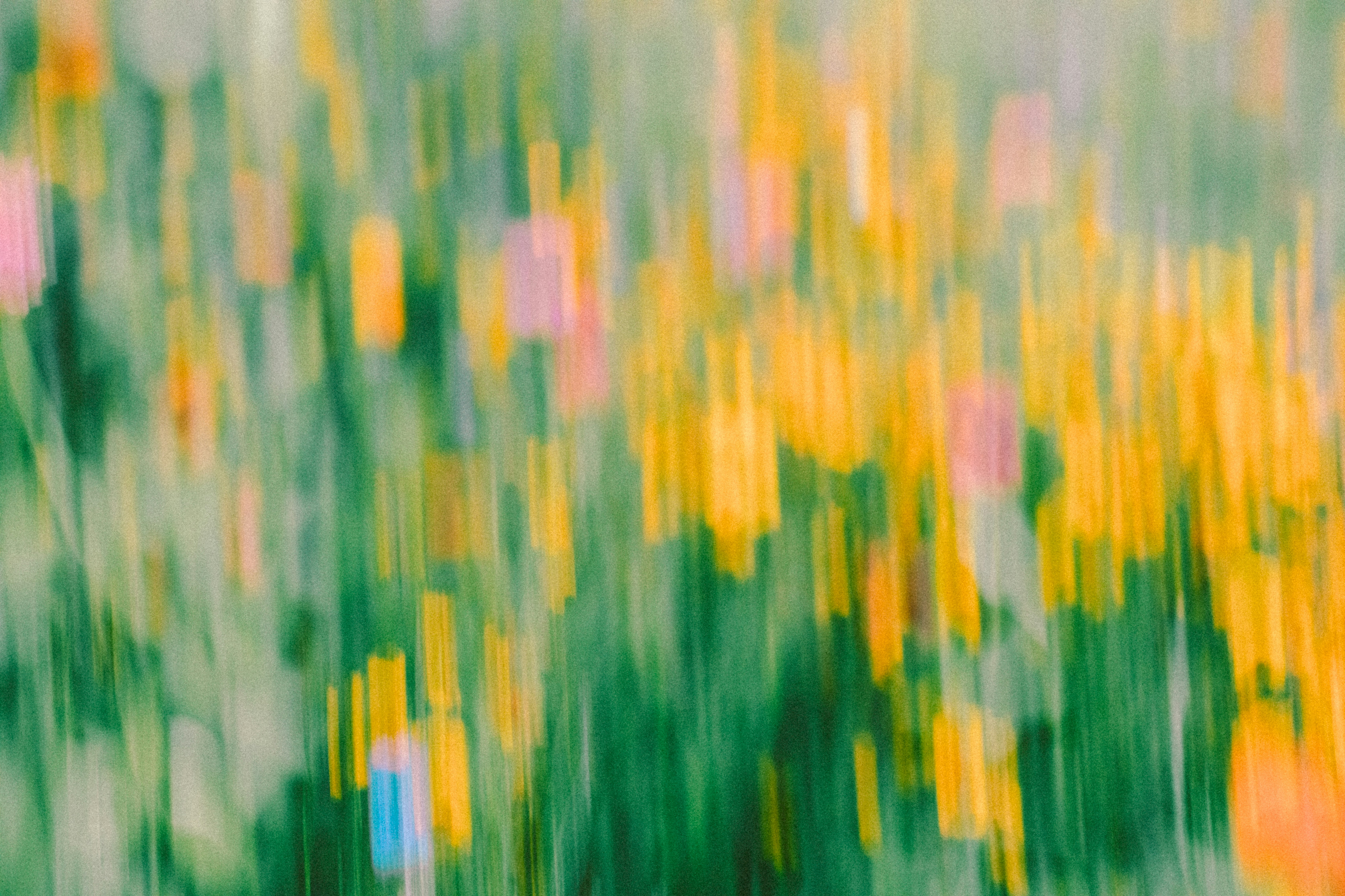 Dancing Color Blurs in a Field of Blooms