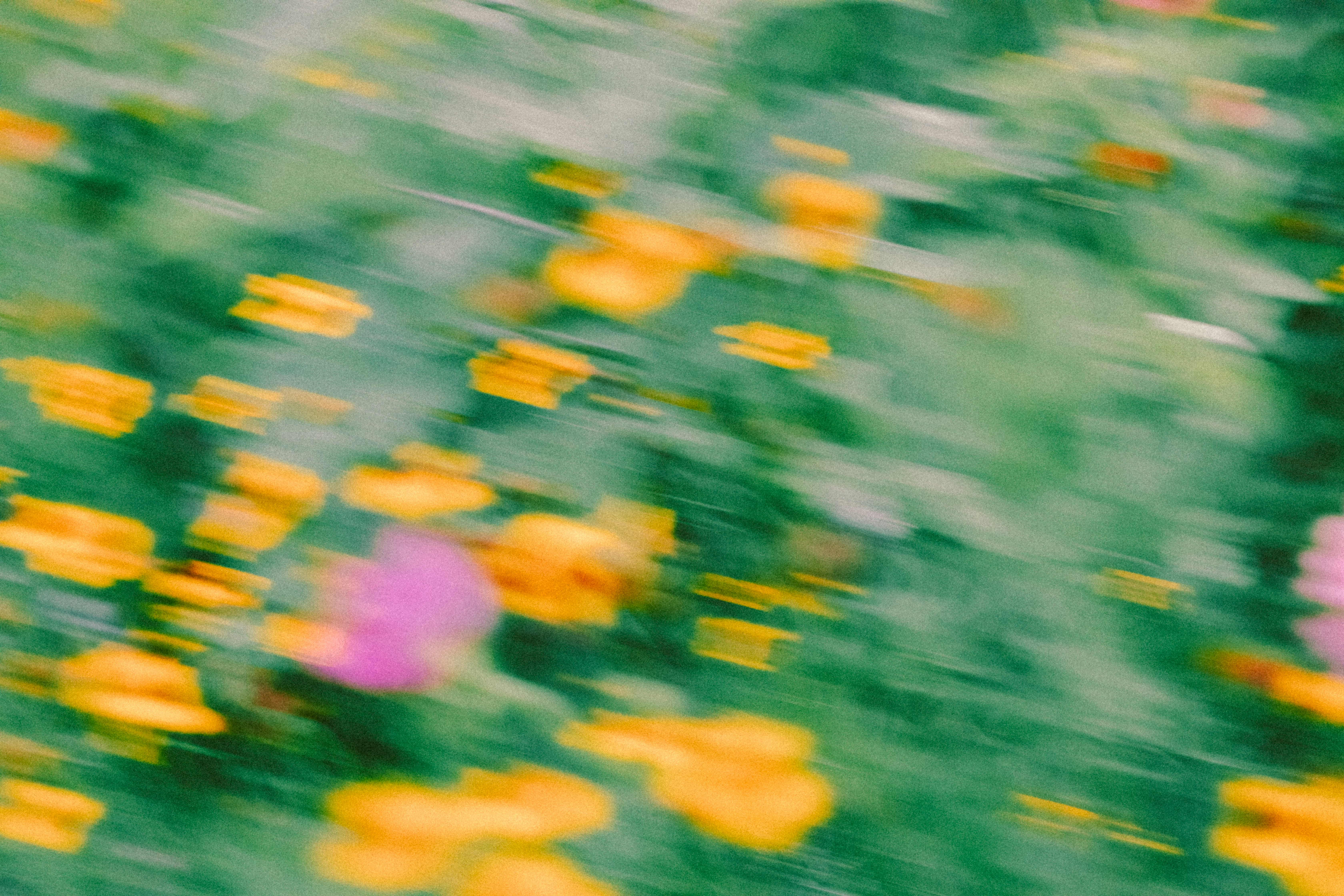 Blur of Spring: A Field of Golden and Pink Blossoms in Motion
