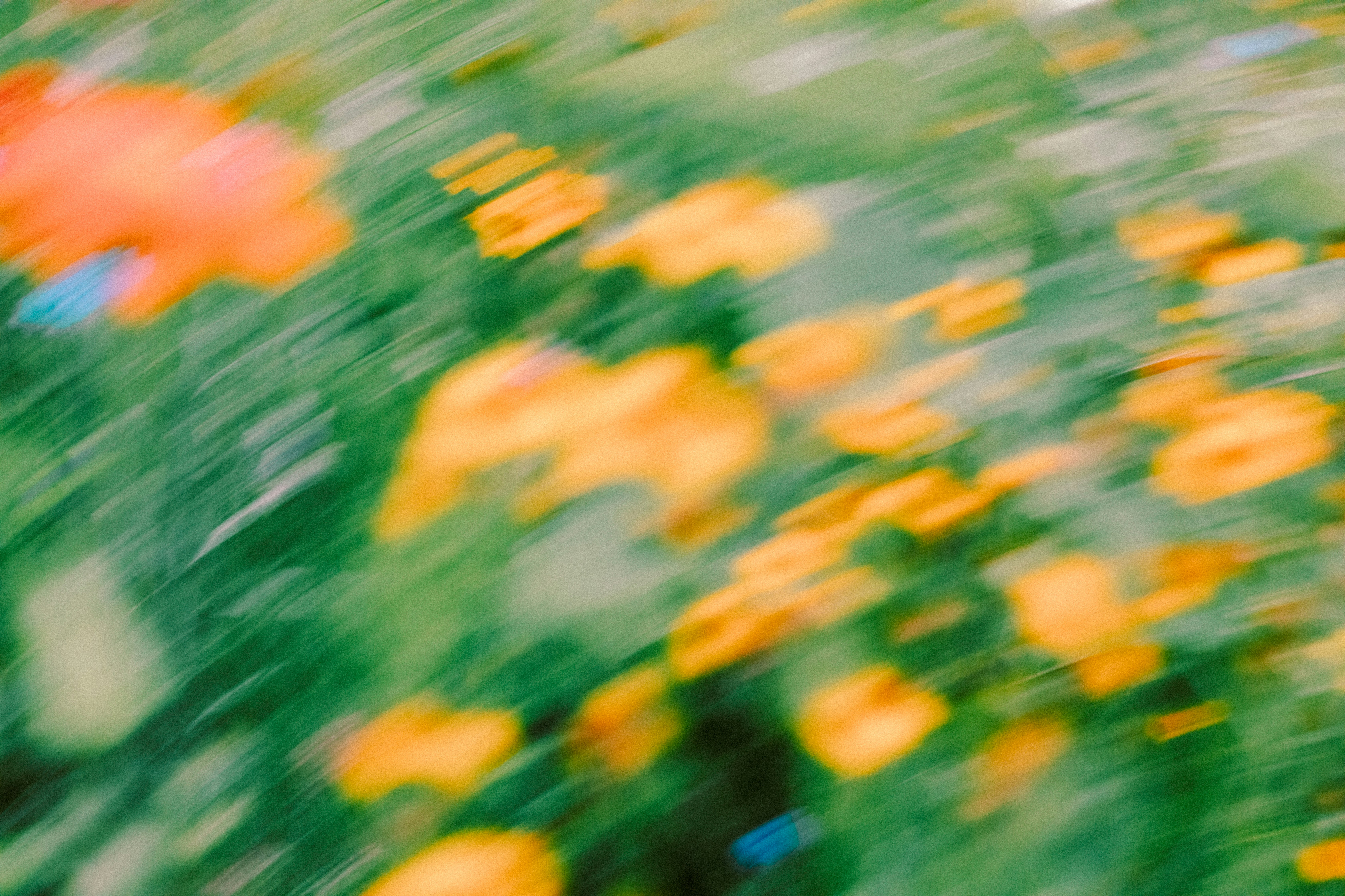 Blurry Burst of Orange: A Field of Flowers in Motion