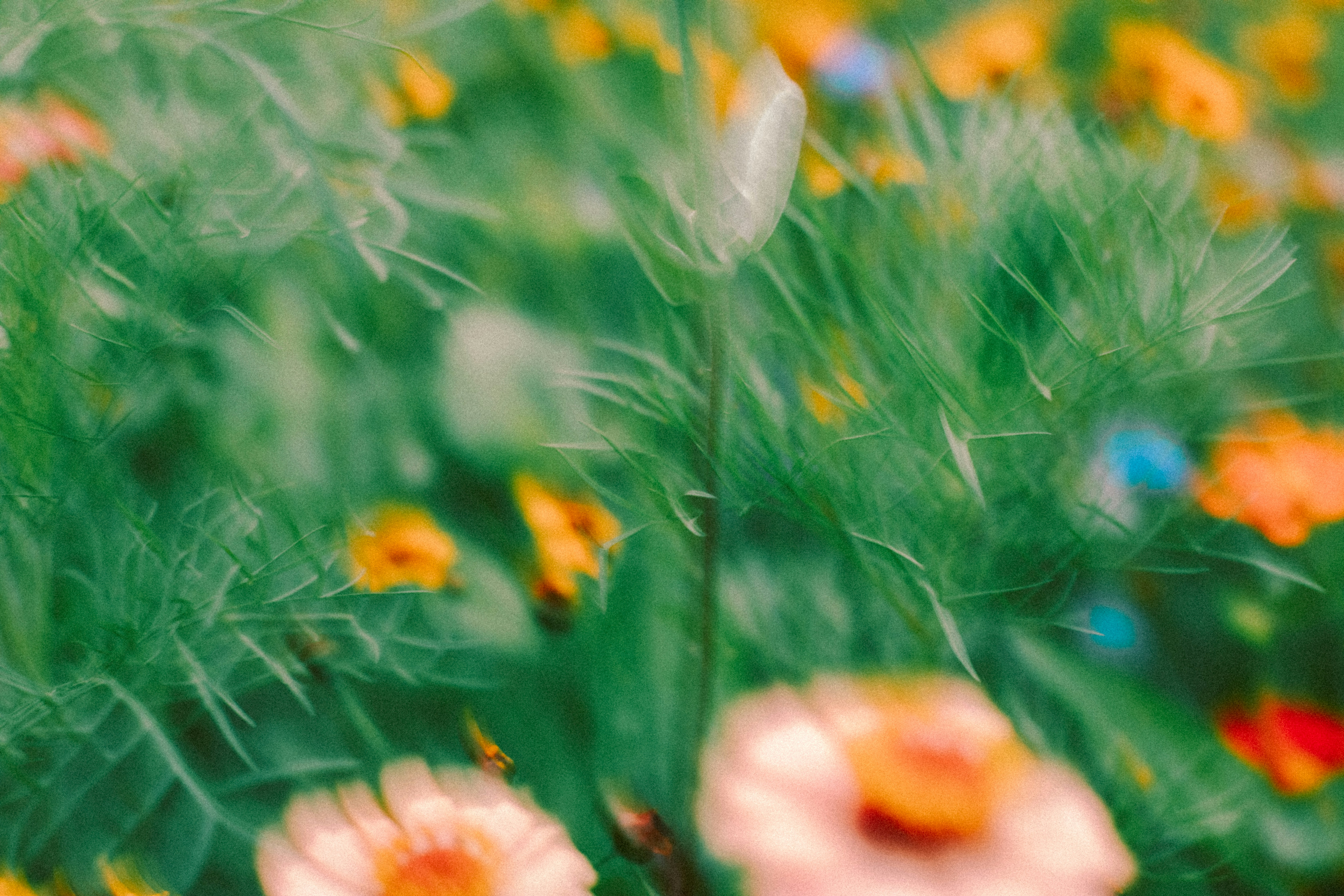 Blooming Blur: Soft Focus Garden in Sunset Hues