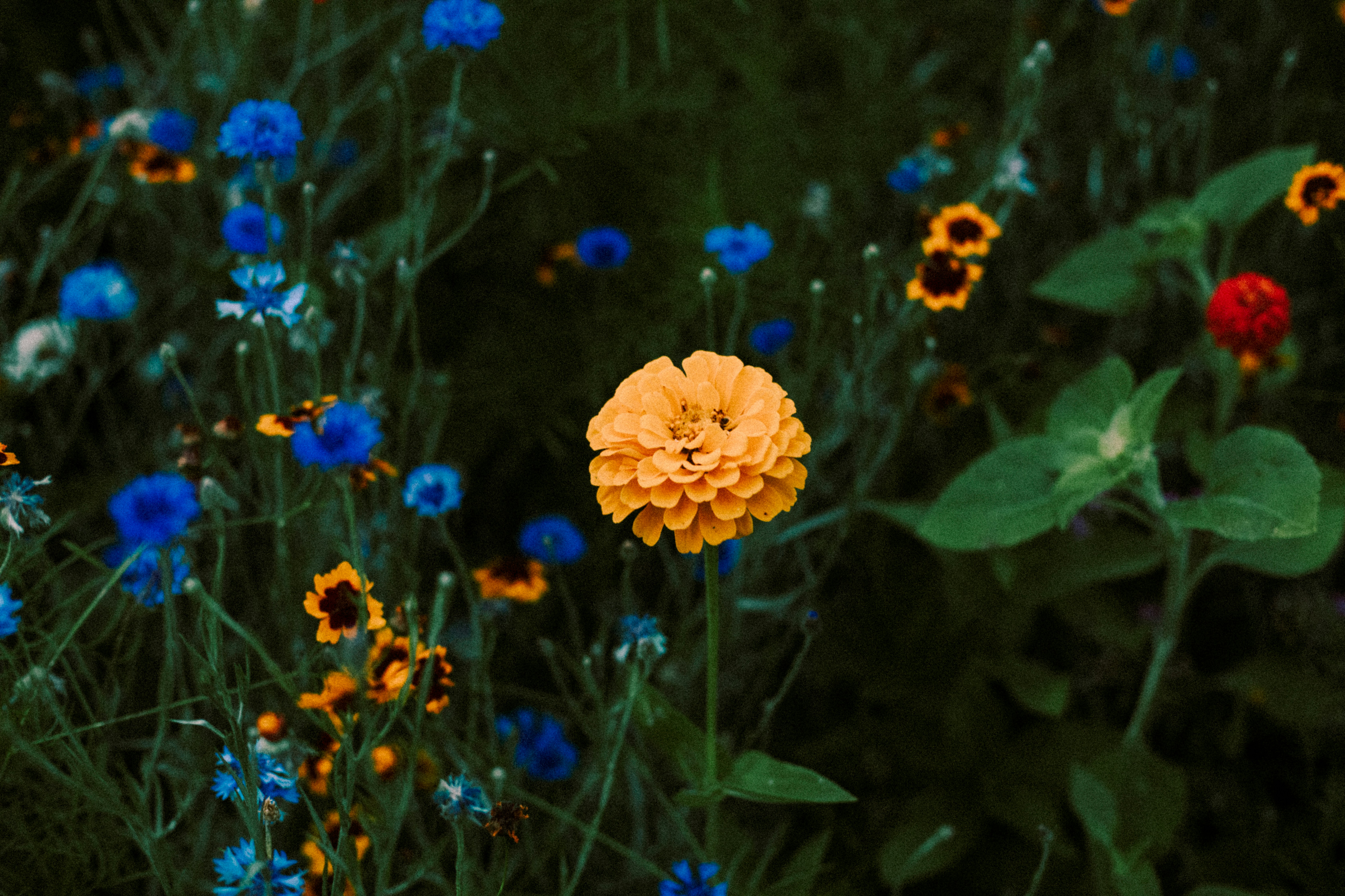 Central Marigold Amid a Field of Blue and Orange Blooms