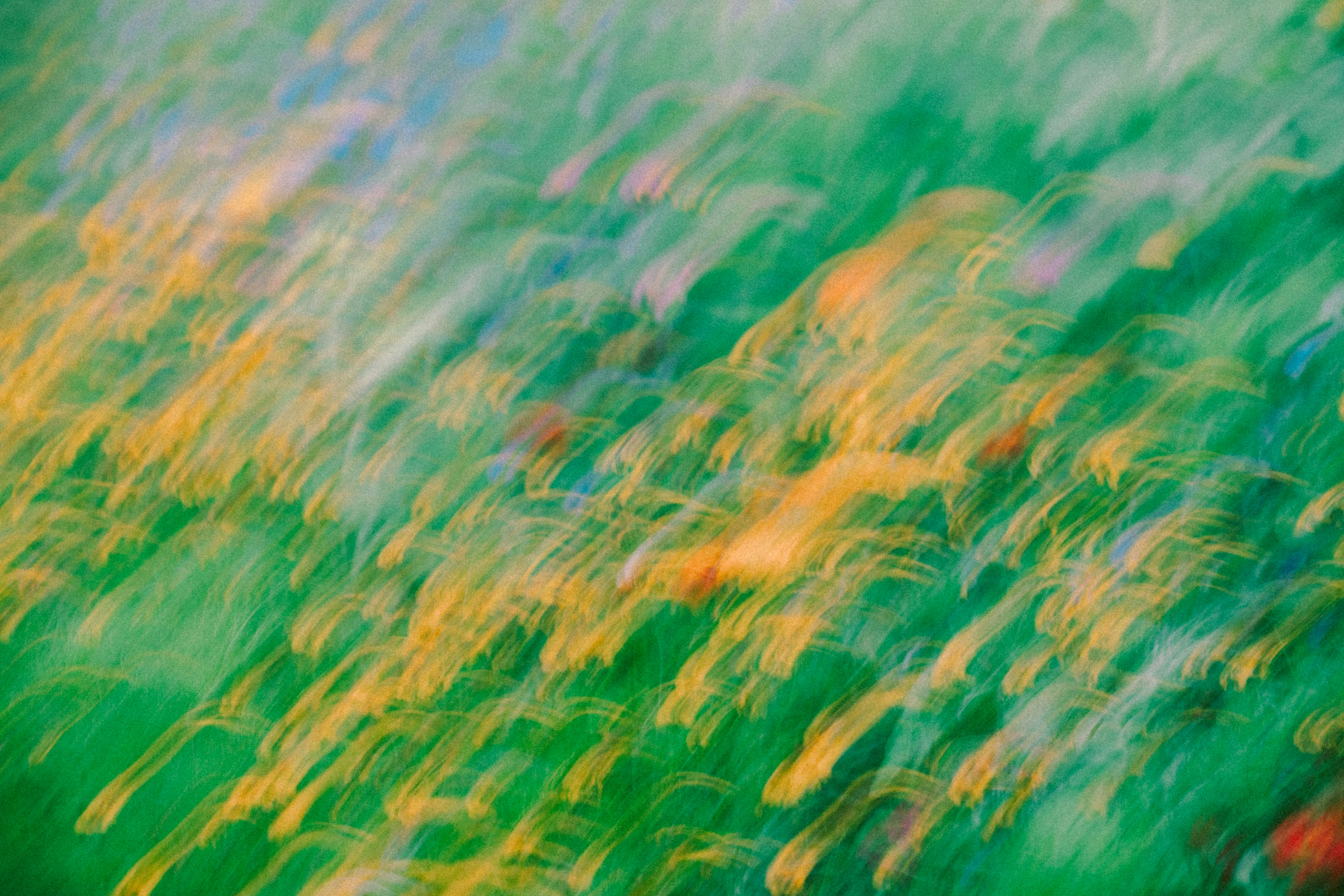 Whispers of Green and Gold in a Misty Meadow