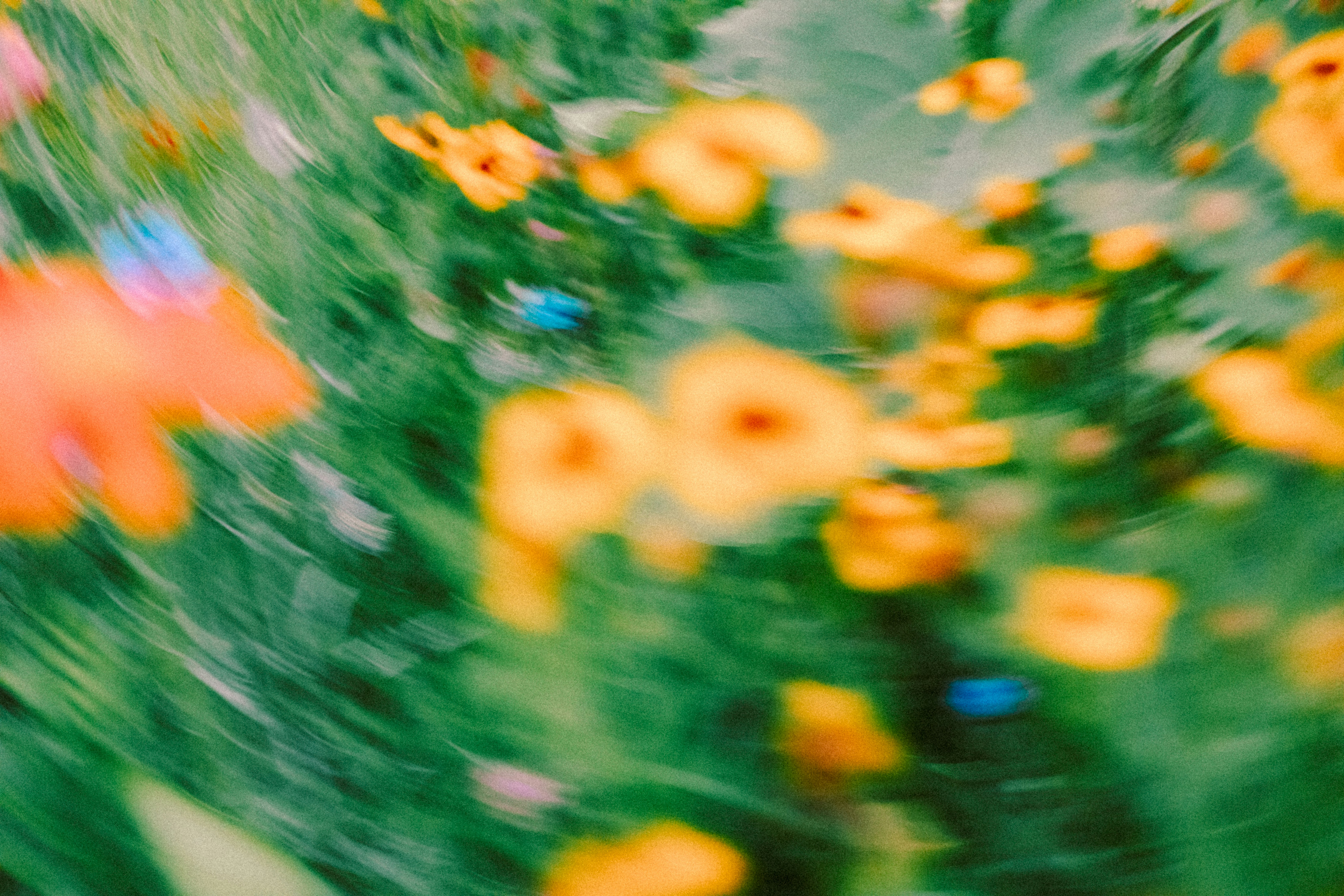 Blurred Meadow Bloom: A Windy Bloom in Motion