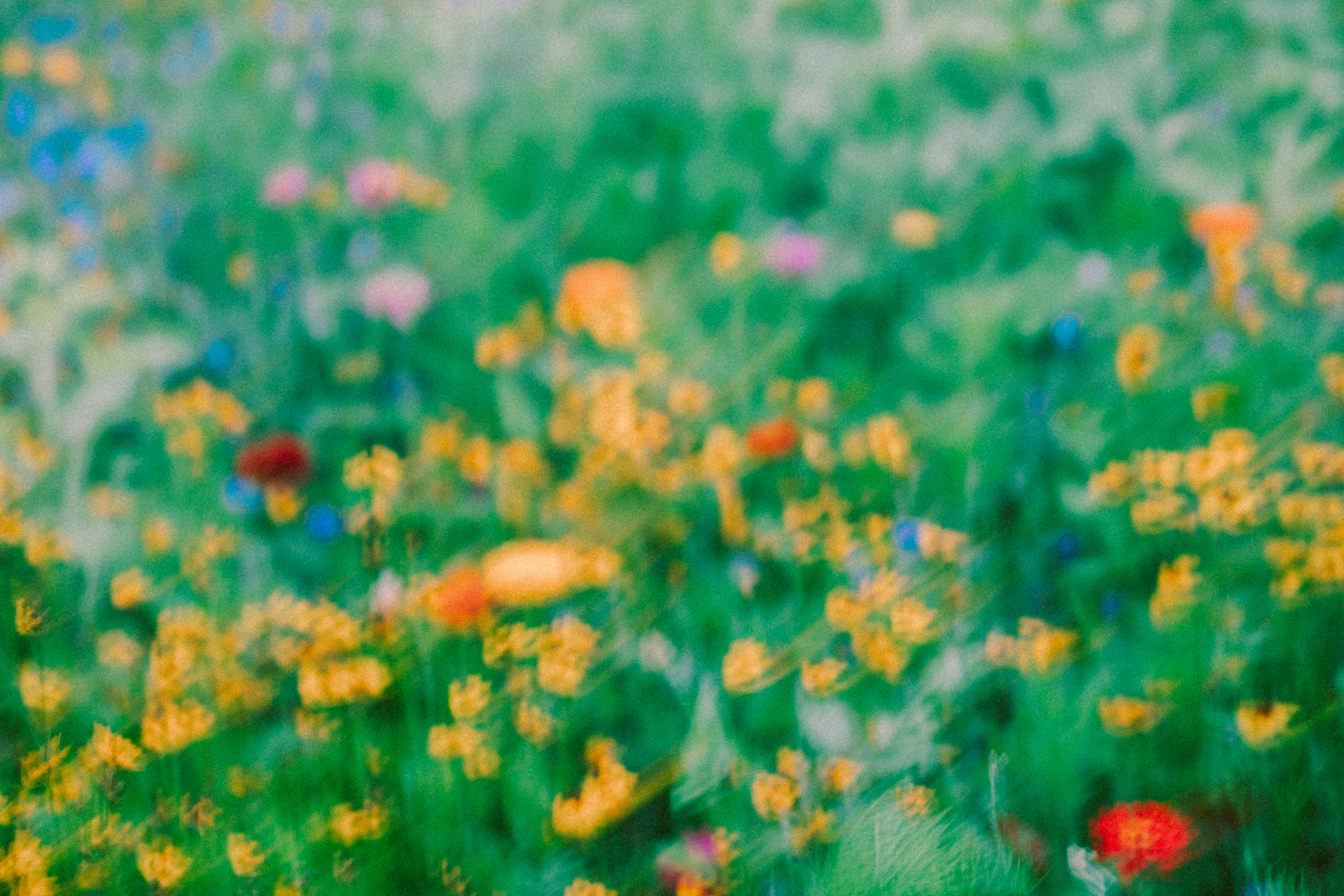 Blurred Meadow Mosaic: A Field of Color in Soft Focus
