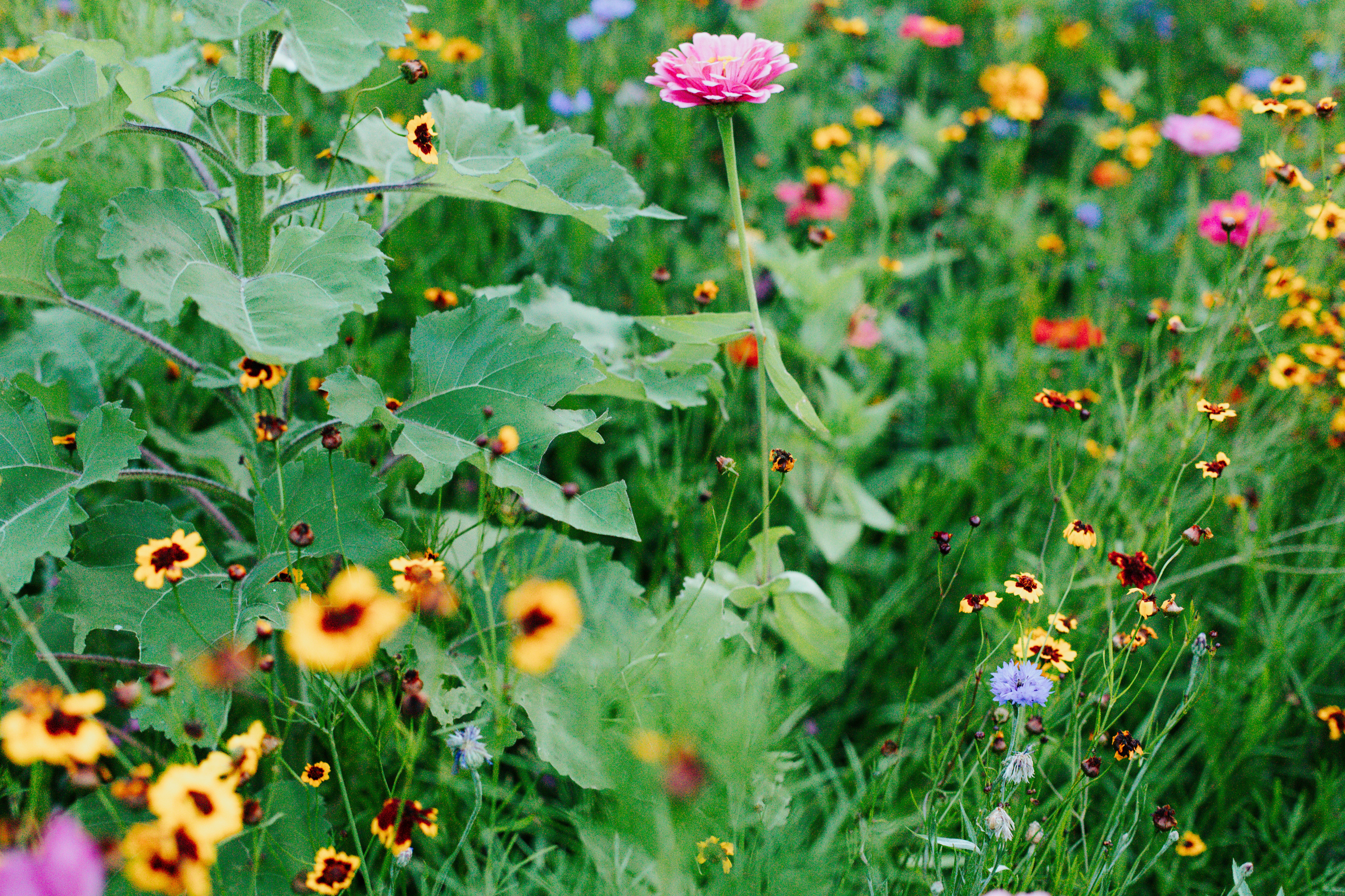 Pink blossom above a meadow of wildflowers