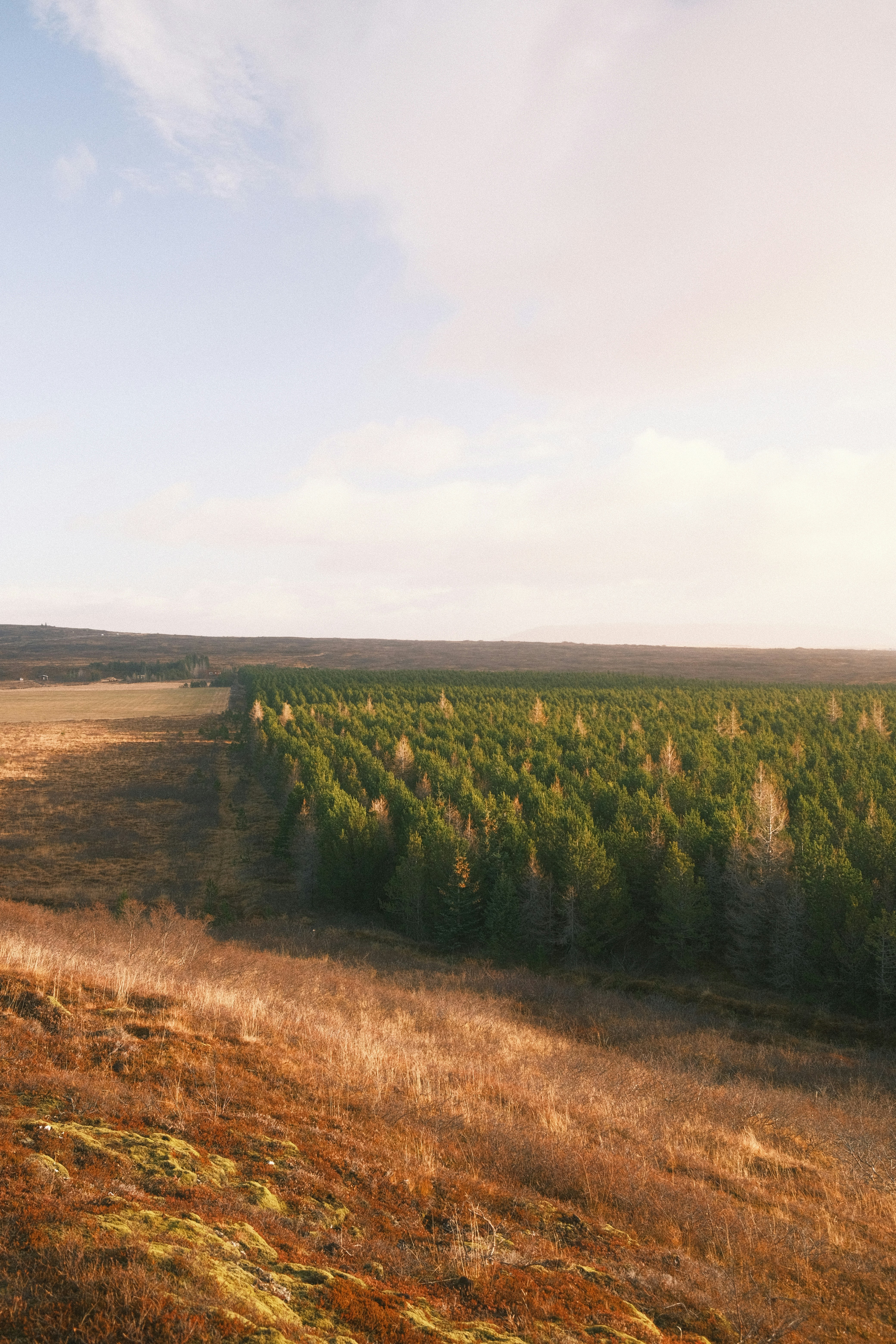 Golden Ridge: A Quiet Sweep of Pine and Sky