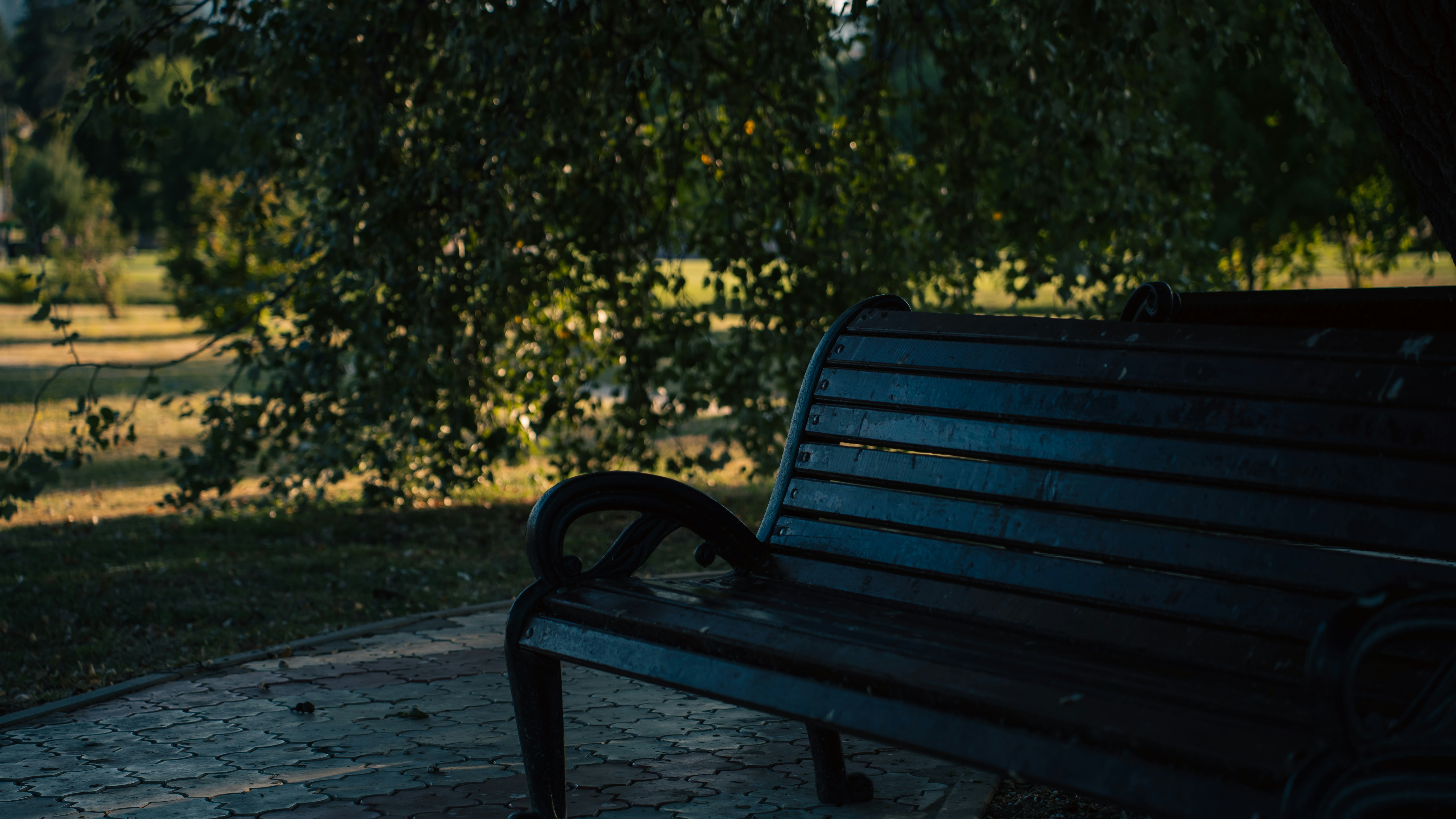 Shadowed Park Bench Under Dappled Shade
