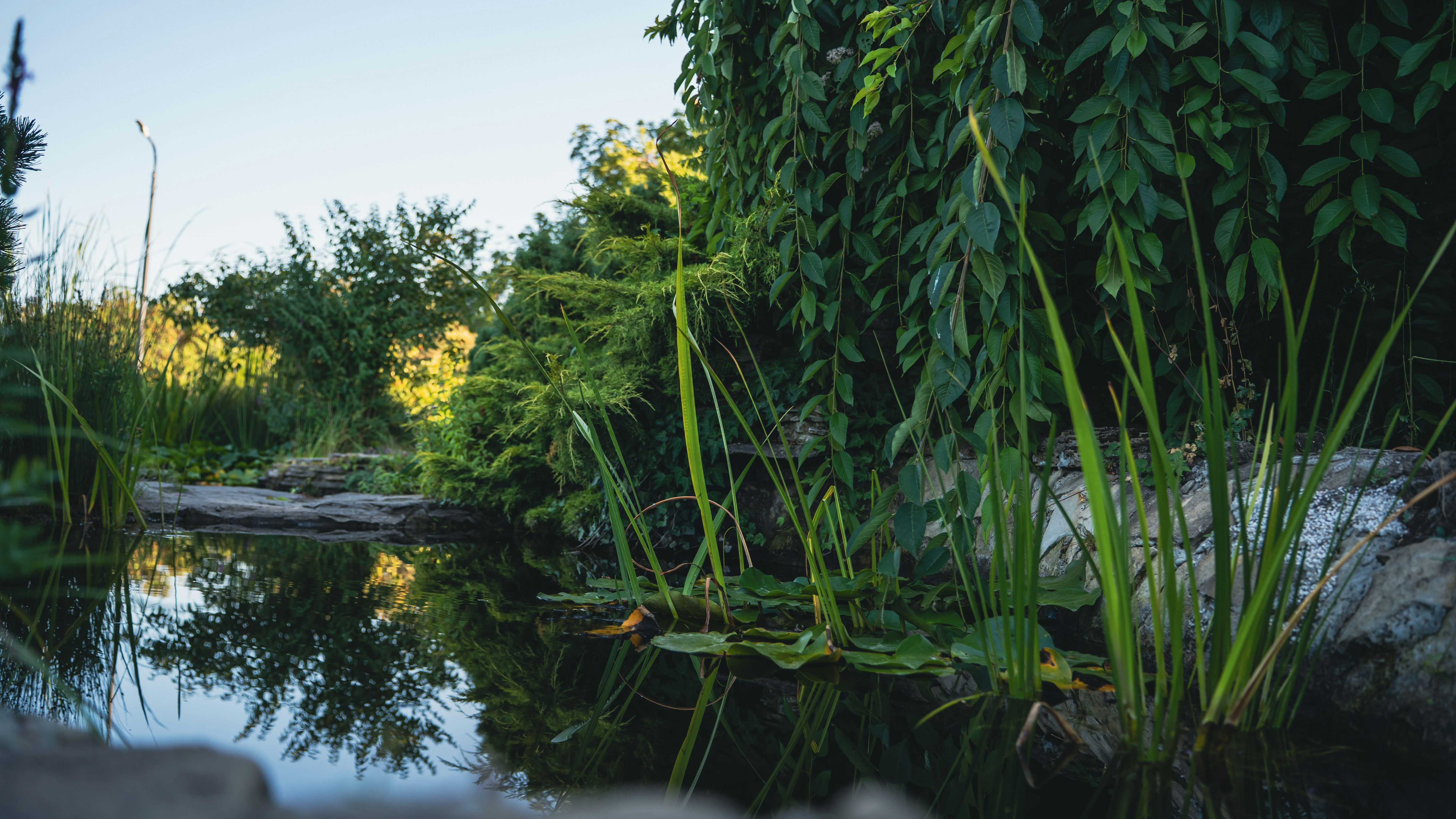 Still Water, Tall Green Reflections by the Riverbank