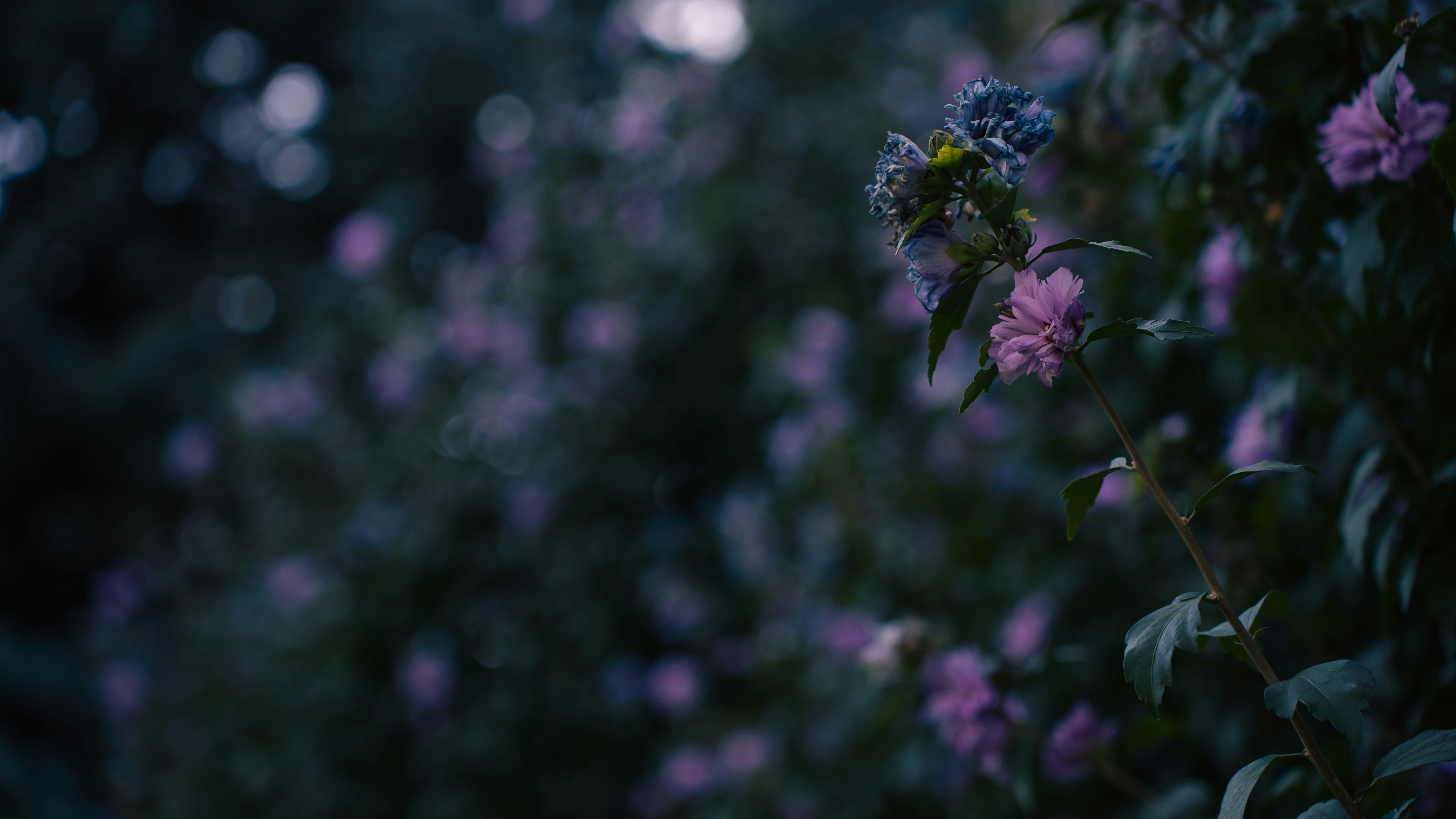 Moonlit Blooms: A Quiet Corner of Night Garden