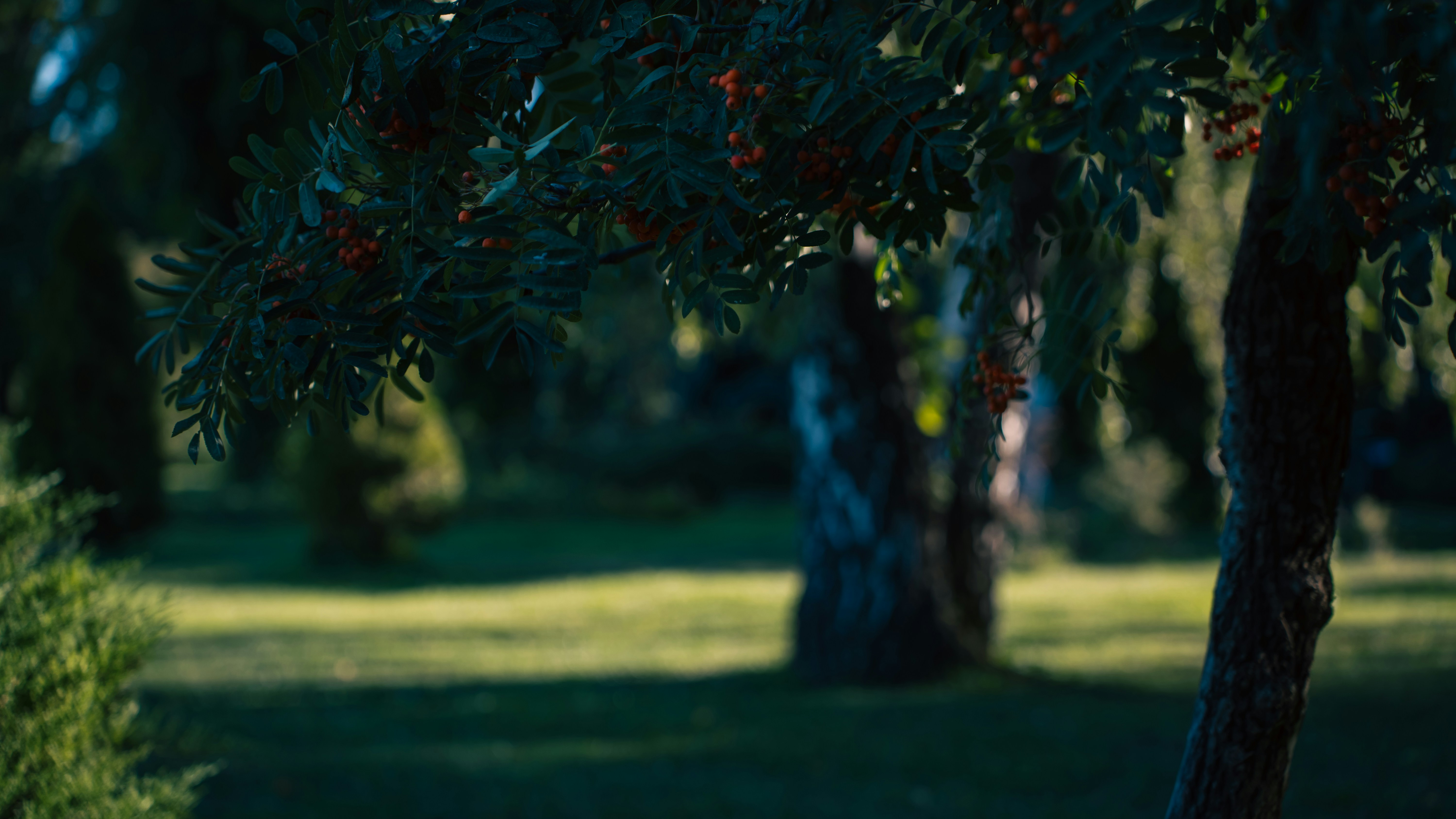 Dappled Park Quiet: A Sunlit Edge Under a Cedar-Needle Canopy